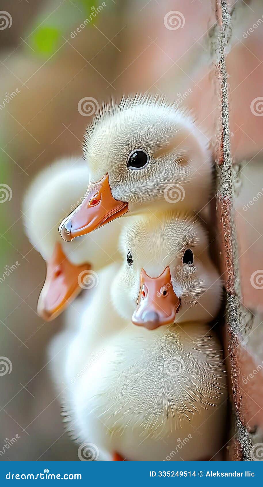 Cute White Baby Ducks. Generative Ai Stock Photo - Image of flowers ...