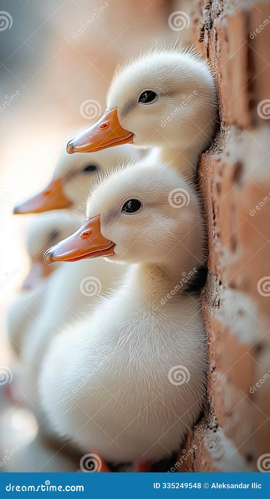 Cute White Baby Ducks. Generative Ai Stock Photo - Image of easter ...