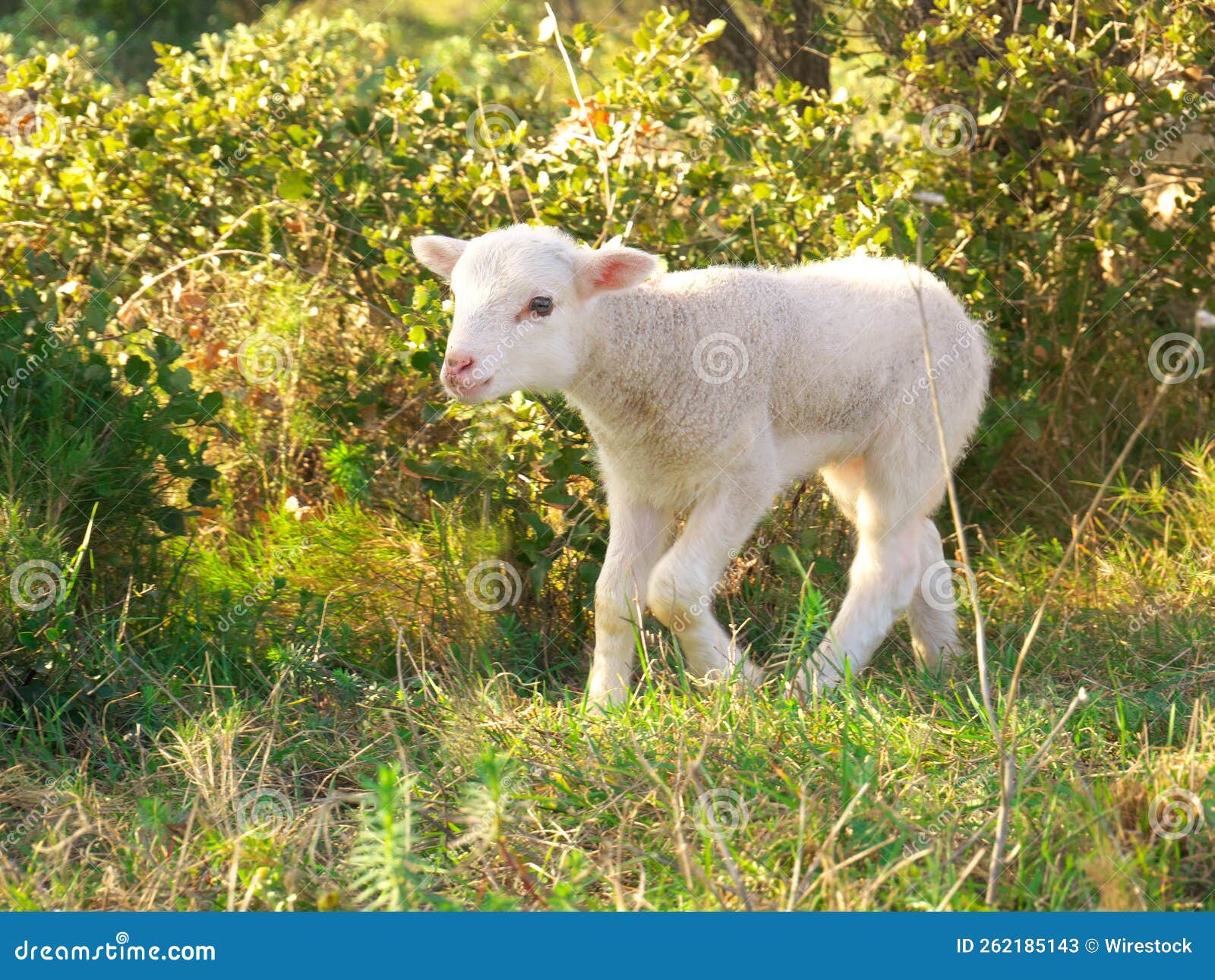 Cute White Baby Lamb Walking in a Meadow Stock Image - Image of hair ...