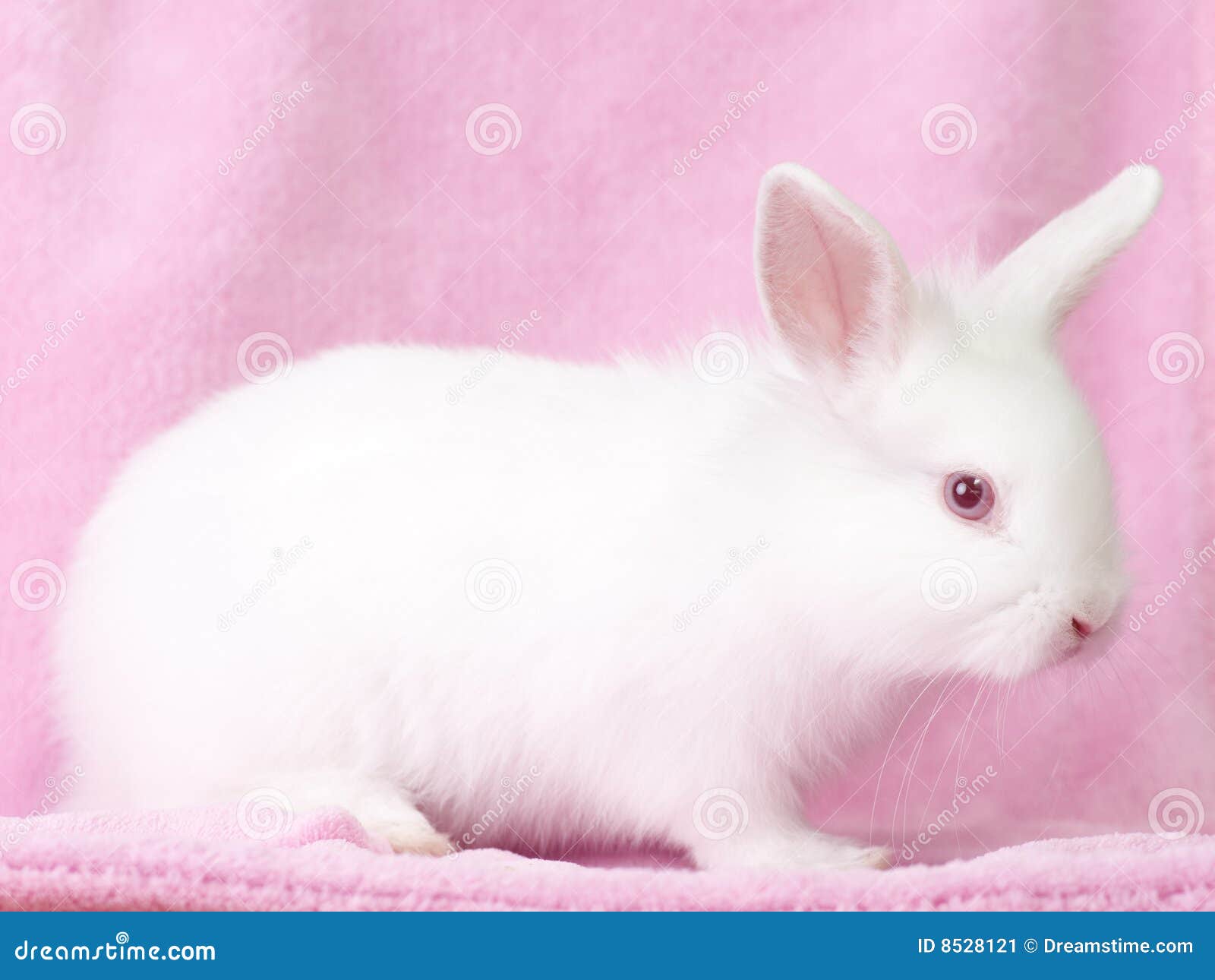 Cute white baby rabbit stock image. Image of ears, furry - 8528121
