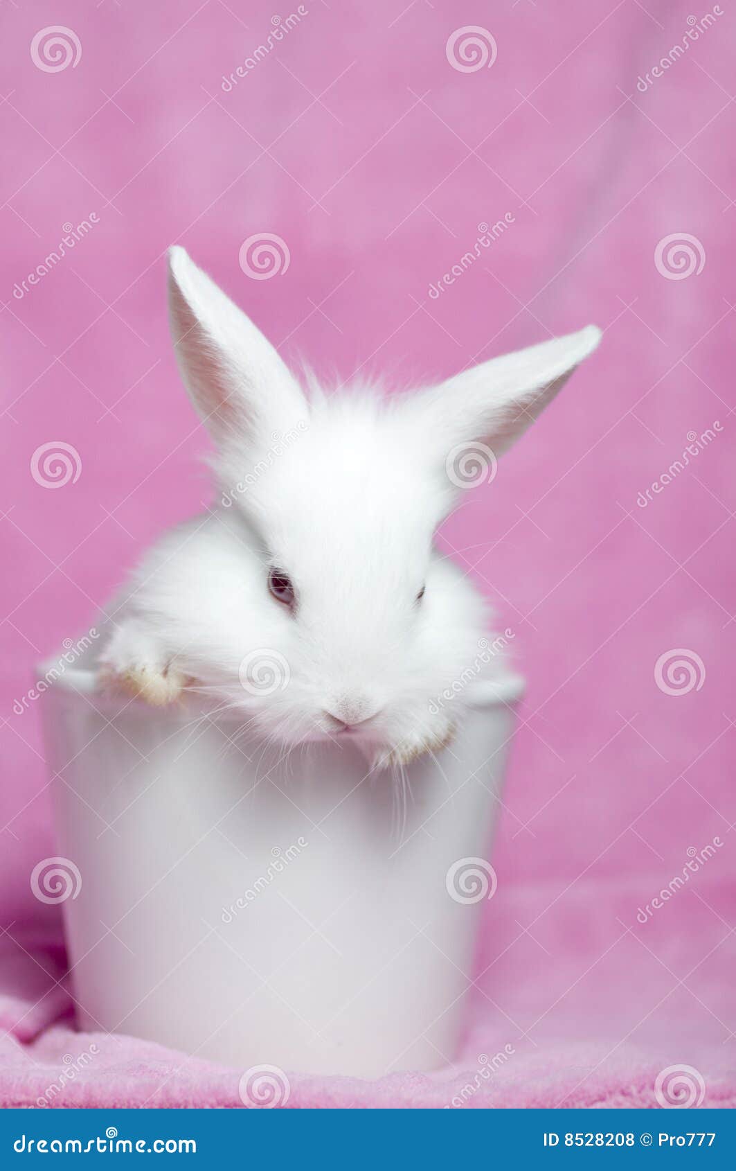 Cute white baby rabbit stock photo. Image of watching - 8528208