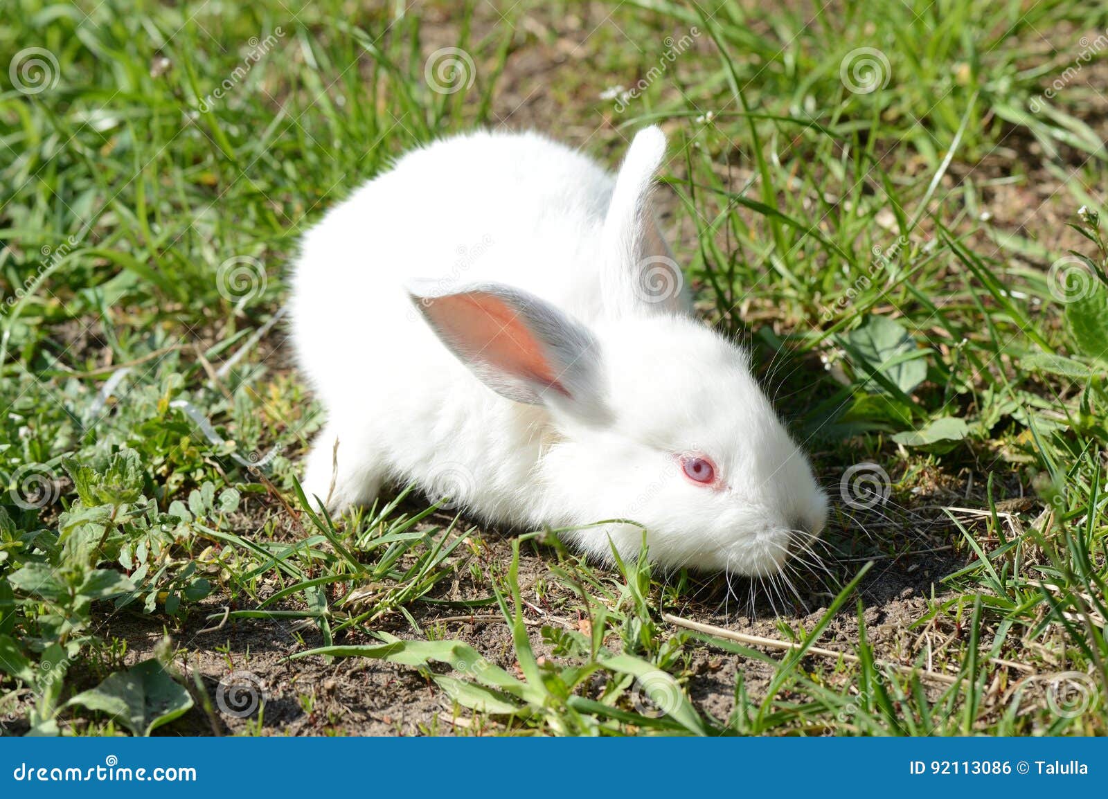 Cute White Baby Rabbit on the Grass Stock Photo - Image of heat, cute ...