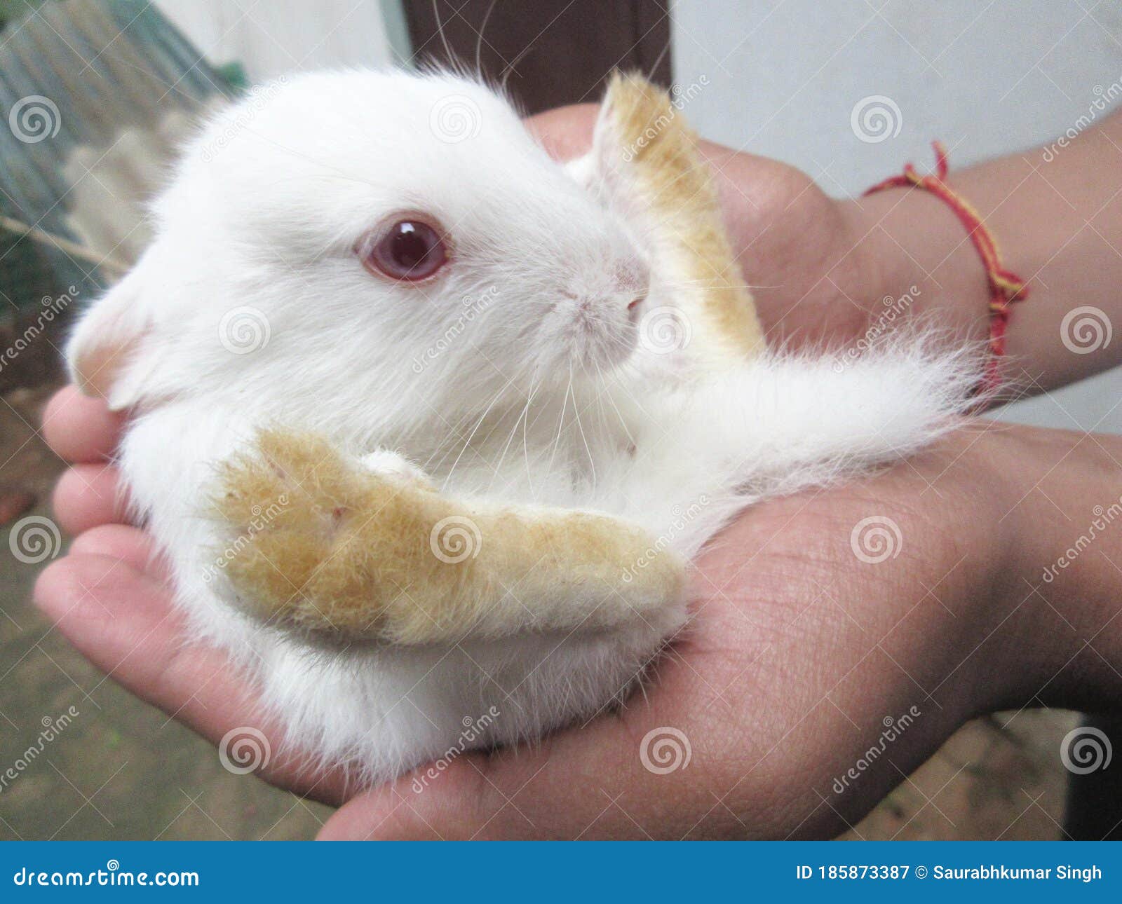Baby Rabbit And Kitten