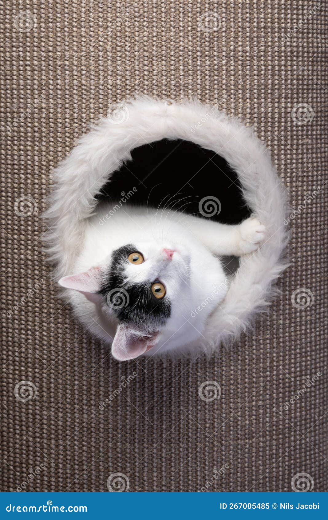 Cute Cat Resting Inside of Sisal Scratching Barrel Stock Image - Image ...