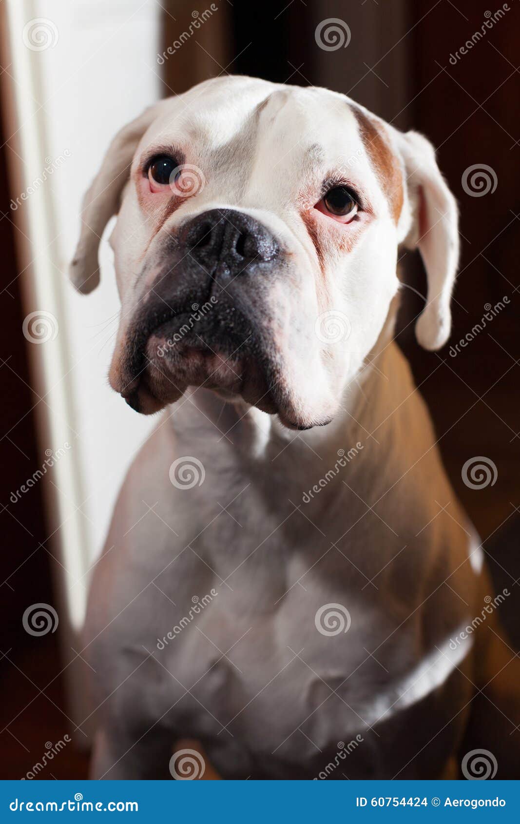 Cute white boxer dog stock photo. Image of playful, close - 60754424