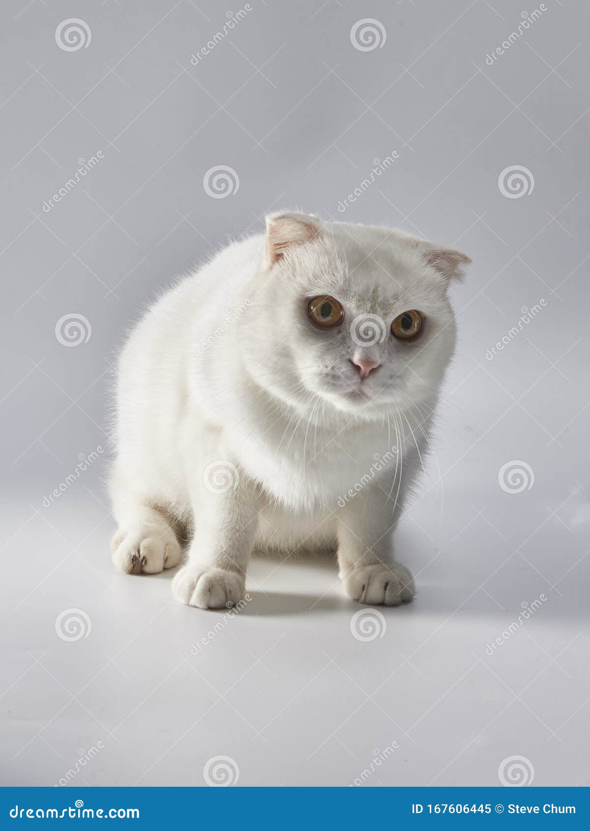 Cute White British Short-hair Cat, Folded Ear Cat Stock Image - Image ...