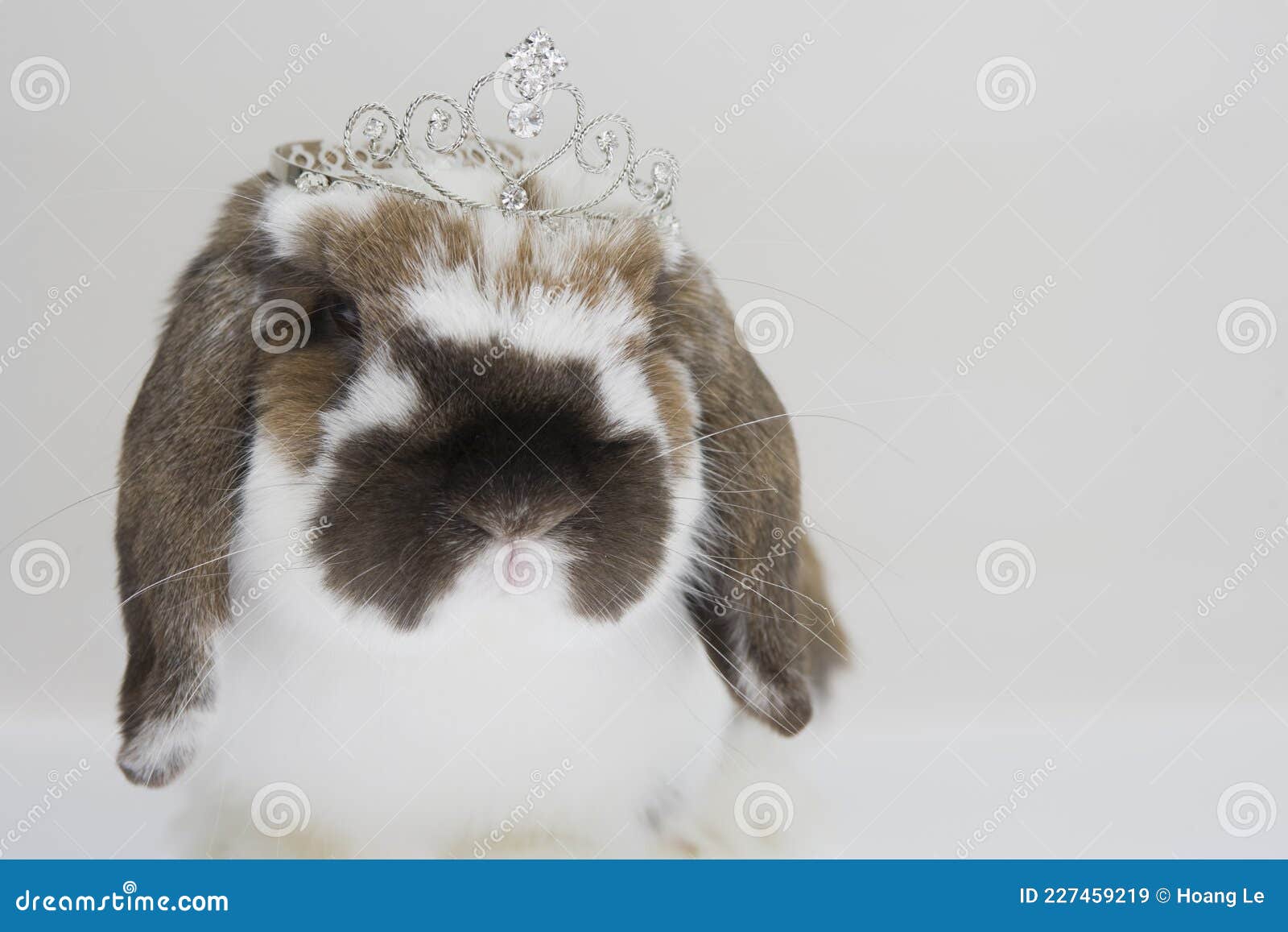A Cute Bunny Rabbit on White Background Stock Image - Image of front ...