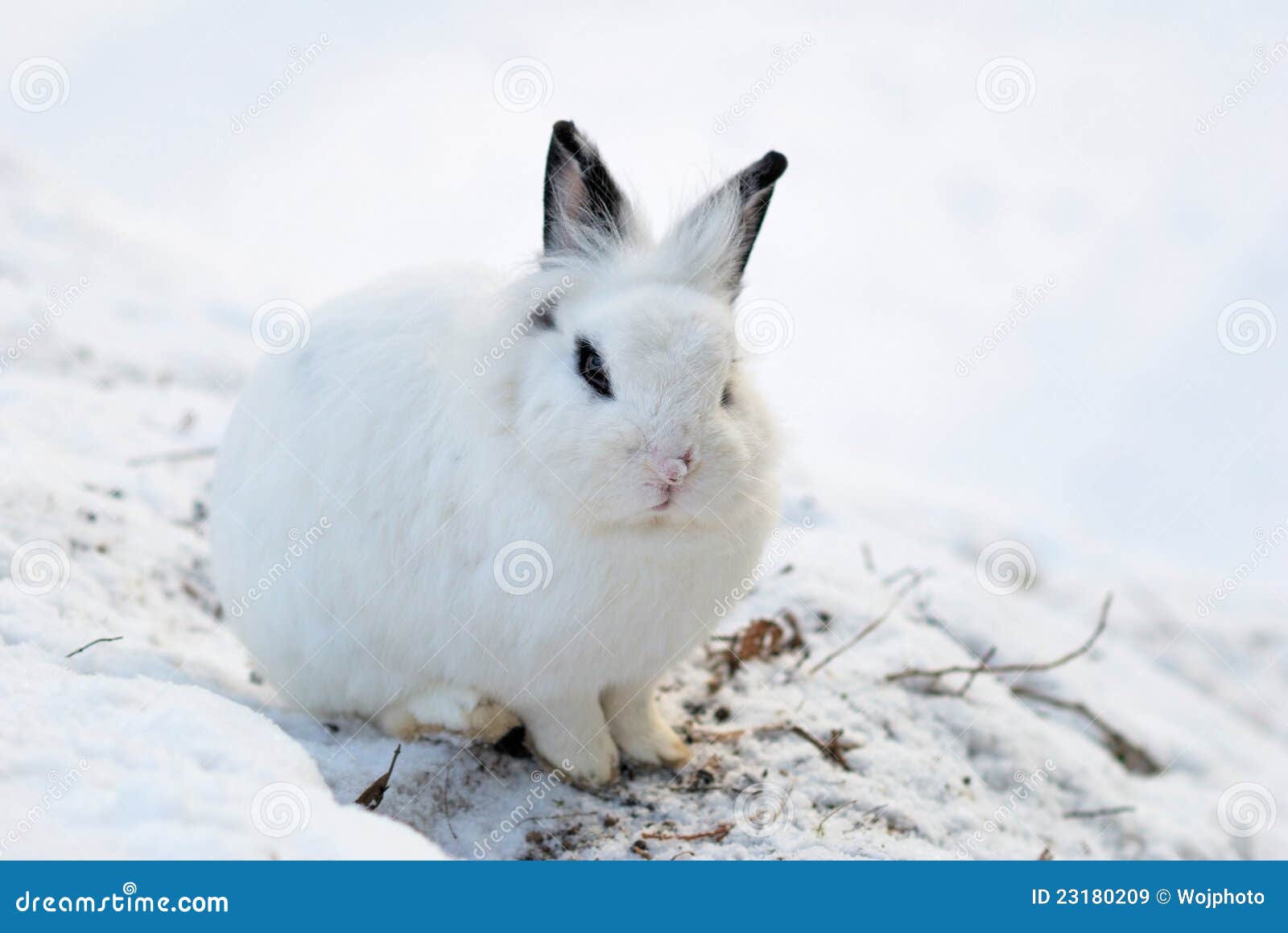 White Bunny In Snow