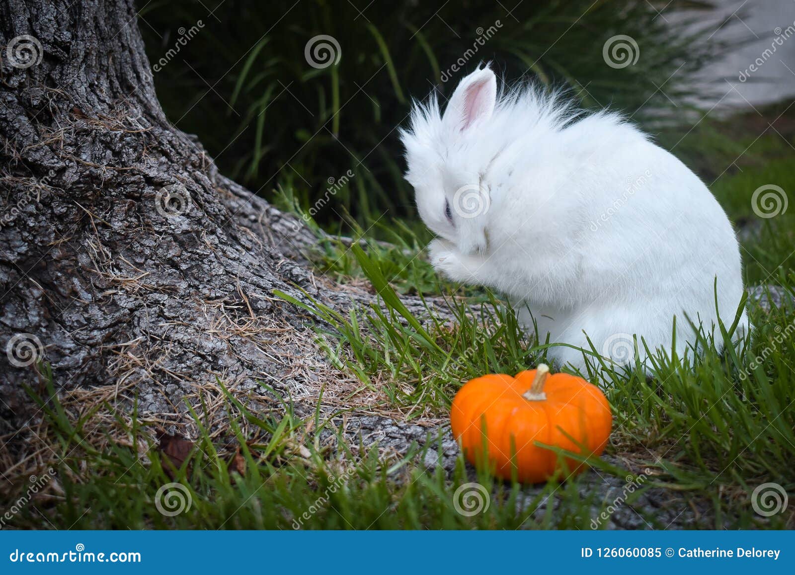 Bunny Playing in the Grass with a Pumpkin Stock Image - Image of ...