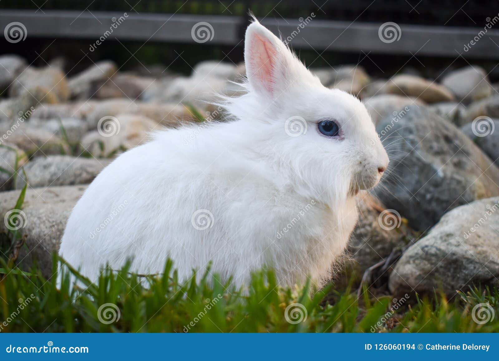 Bunny playing in the grass stock photo. Image of fence - 126060194