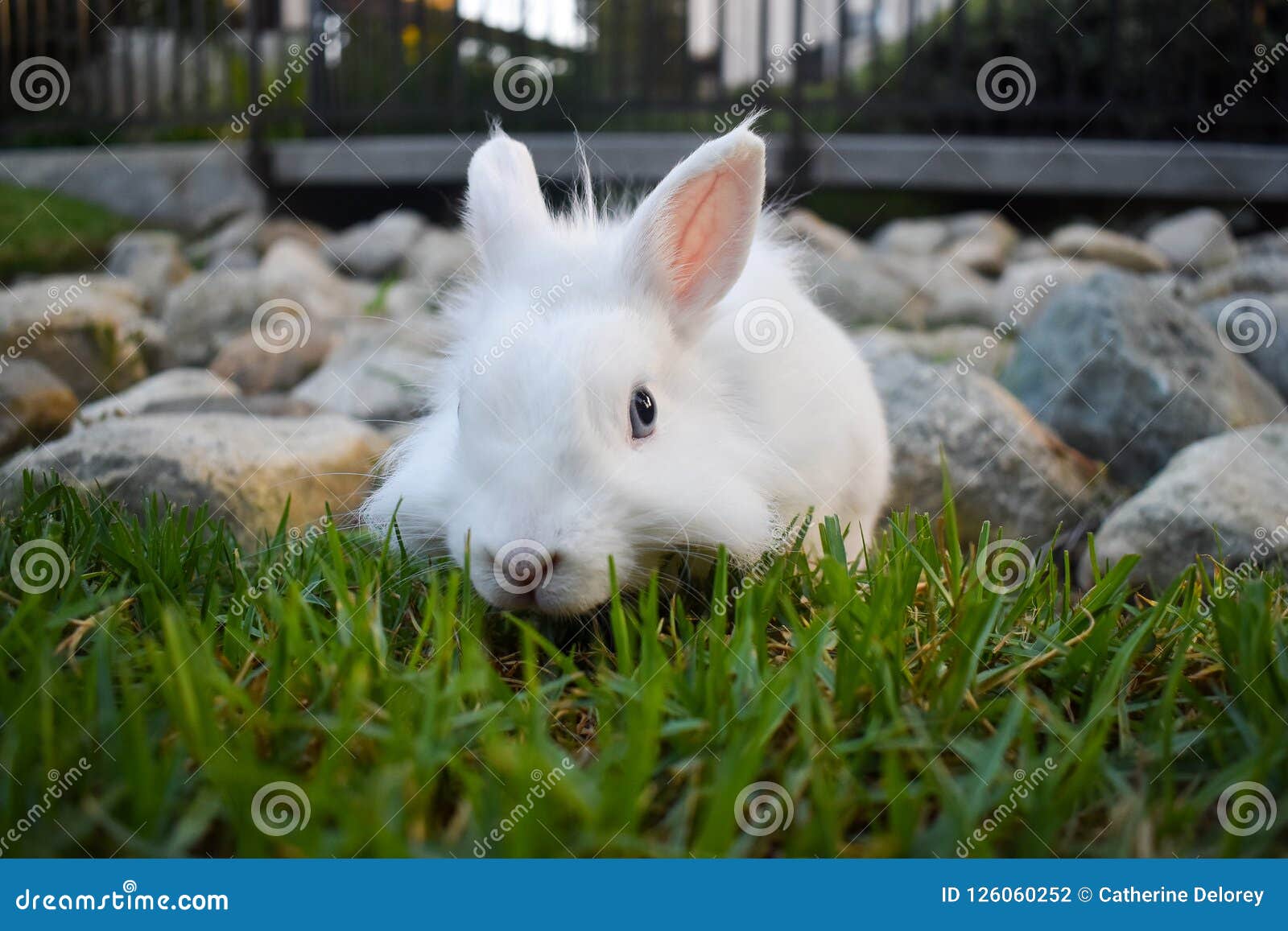 Bunny playing in the grass stock photo. Image of backlight - 126060252