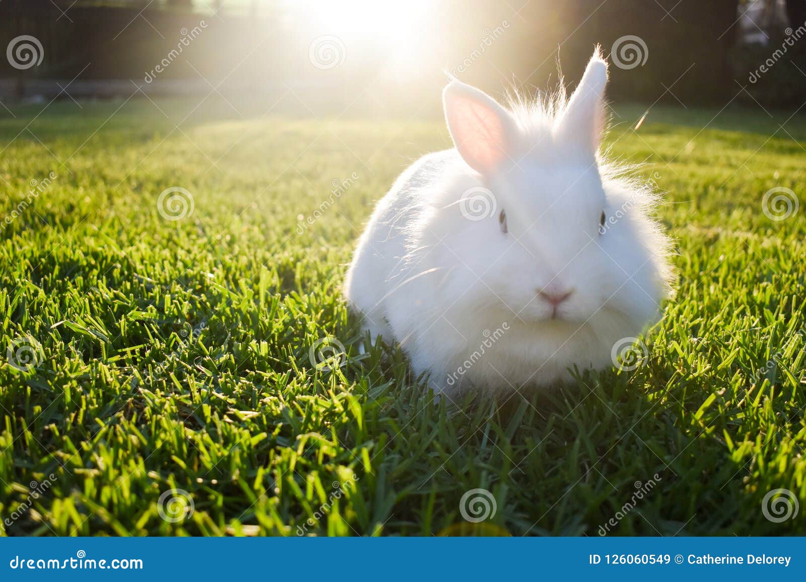 Bunny playing in the grass stock image. Image of eyes - 126060549