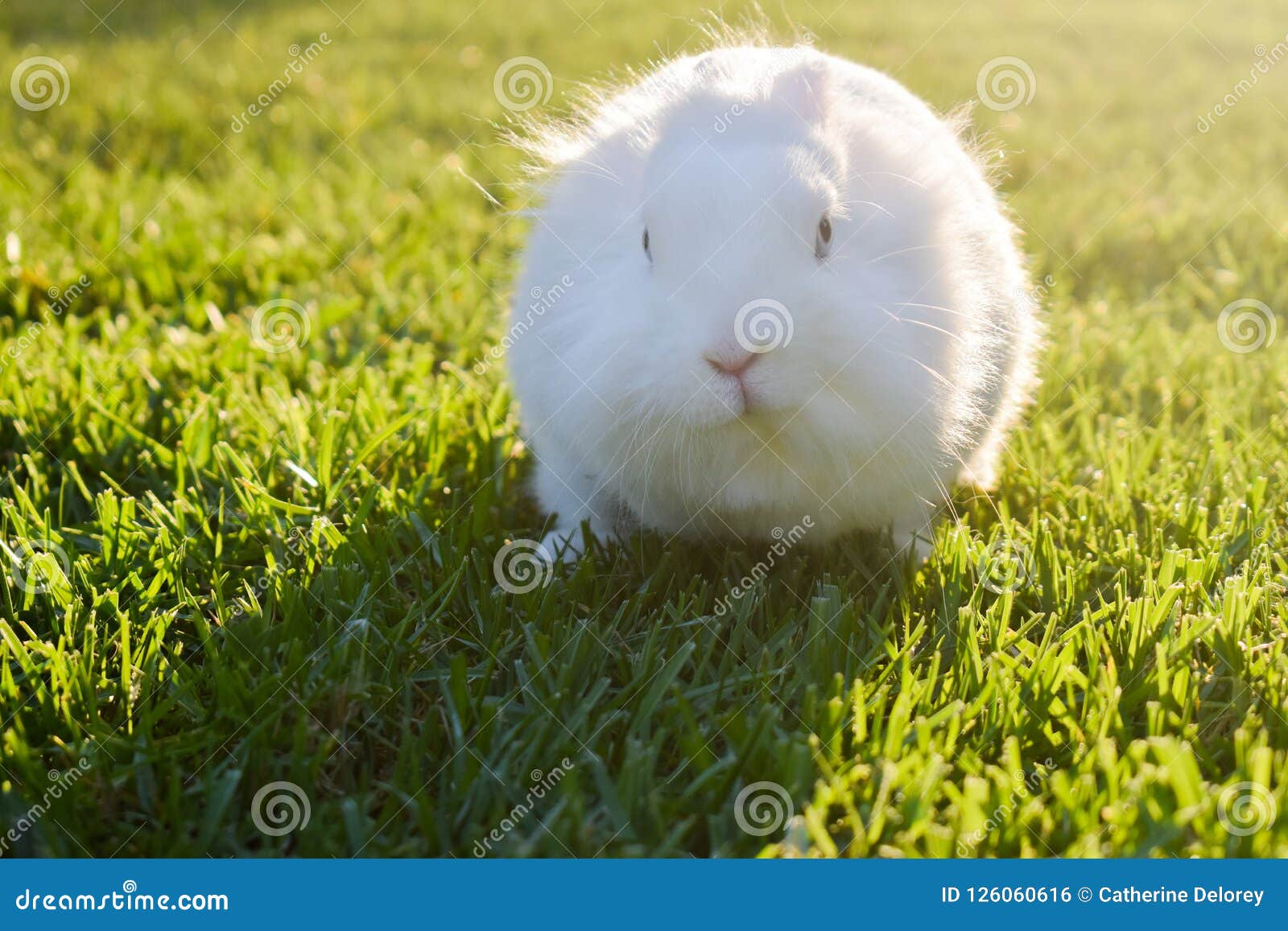 Bunny playing in the grass stock photo. Image of fuzz - 126060616
