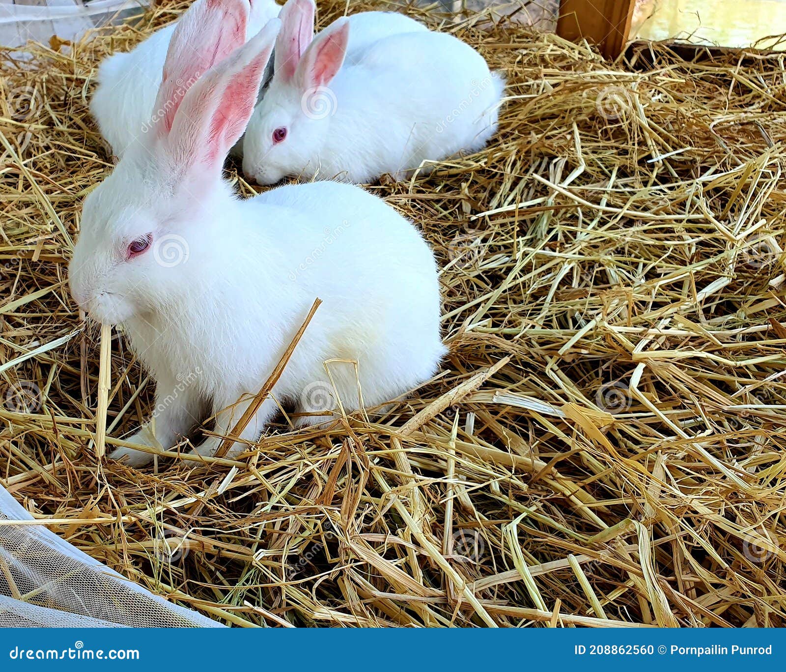 Cute White Bunny Rabit Grass Stock Photo - Image of eating, carnivore ...