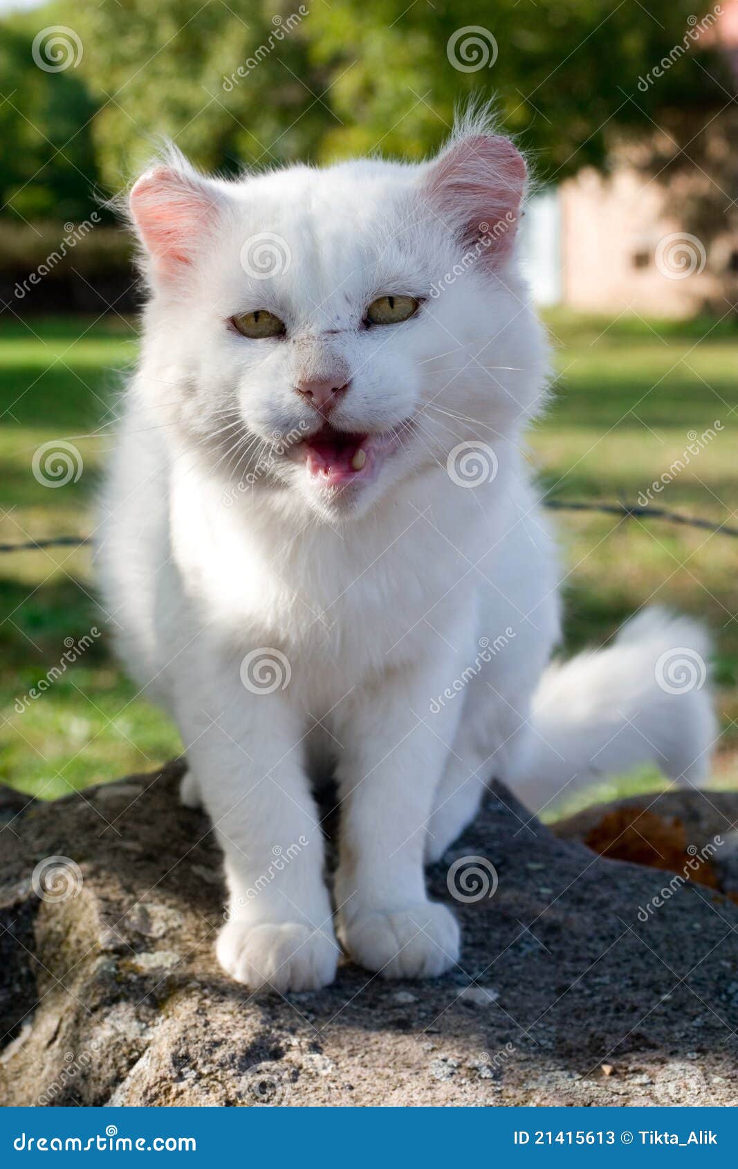 Cute white cat stock image. Image of front, cute, outdoors - 21415613