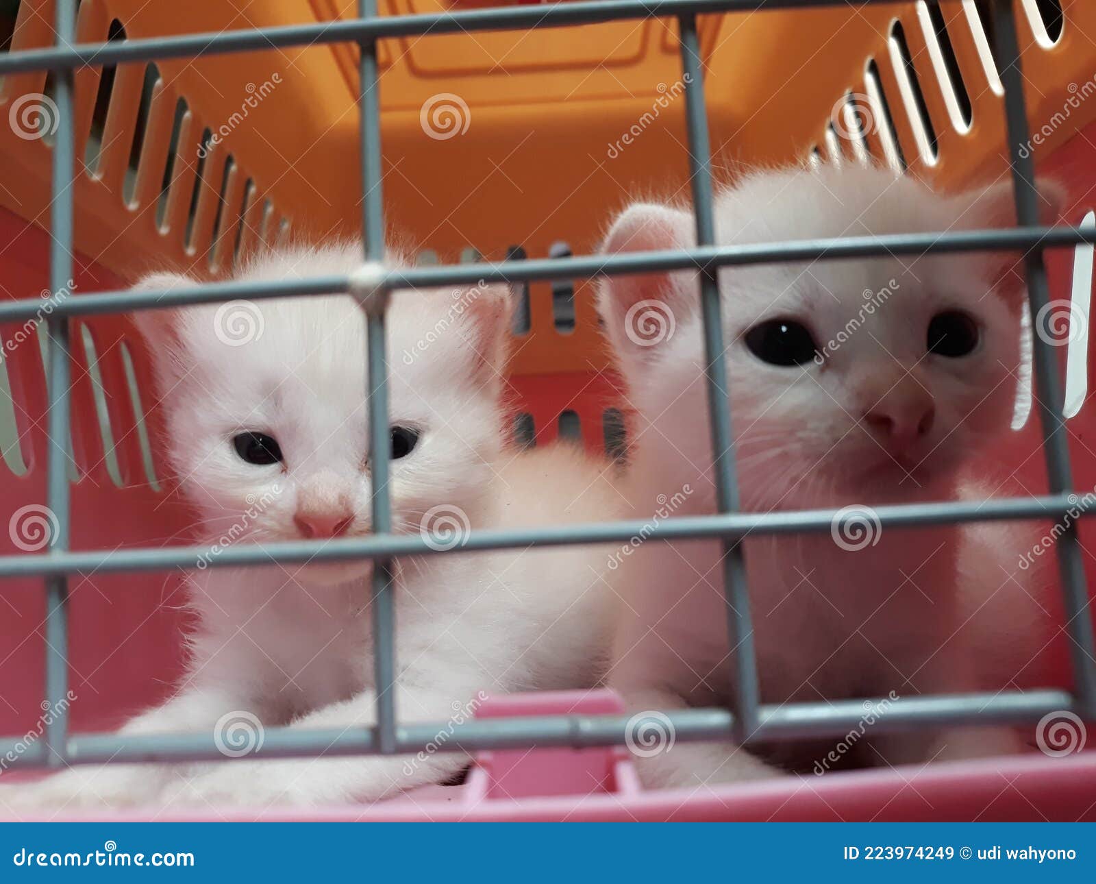 Cute white cat in the box stock image. Image of carnivore - 223974249