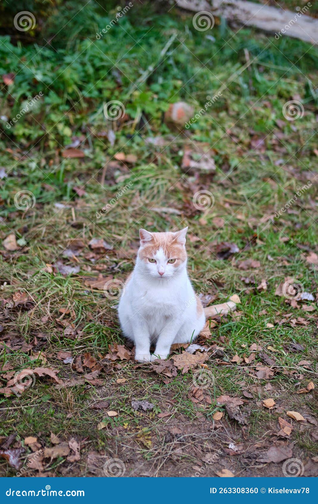 Cute White Cat with Brown Spots Sits on Autumn Grass Stock Photo ...