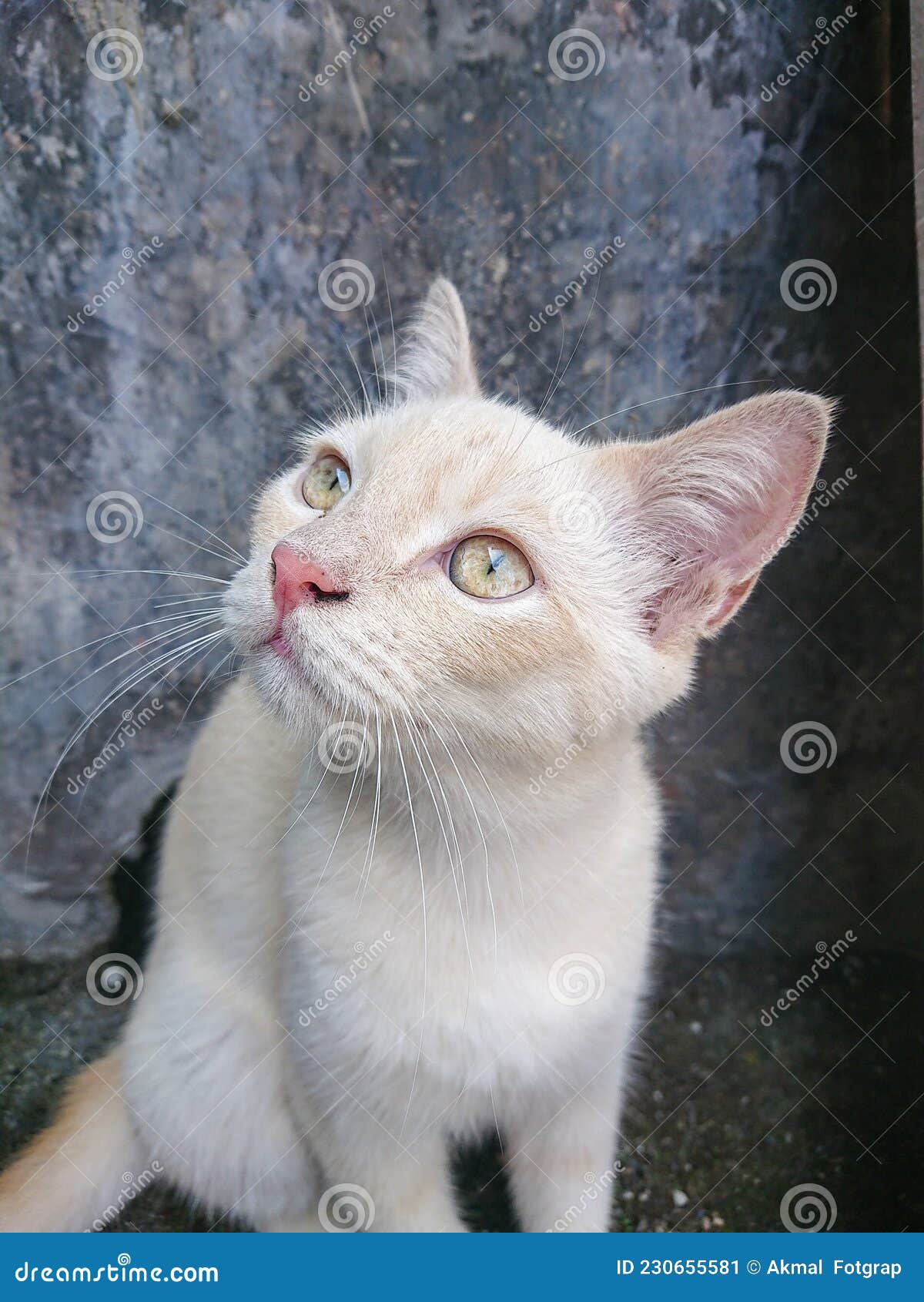 Cute white cat facing up stock image. Image of outdoors - 230655581