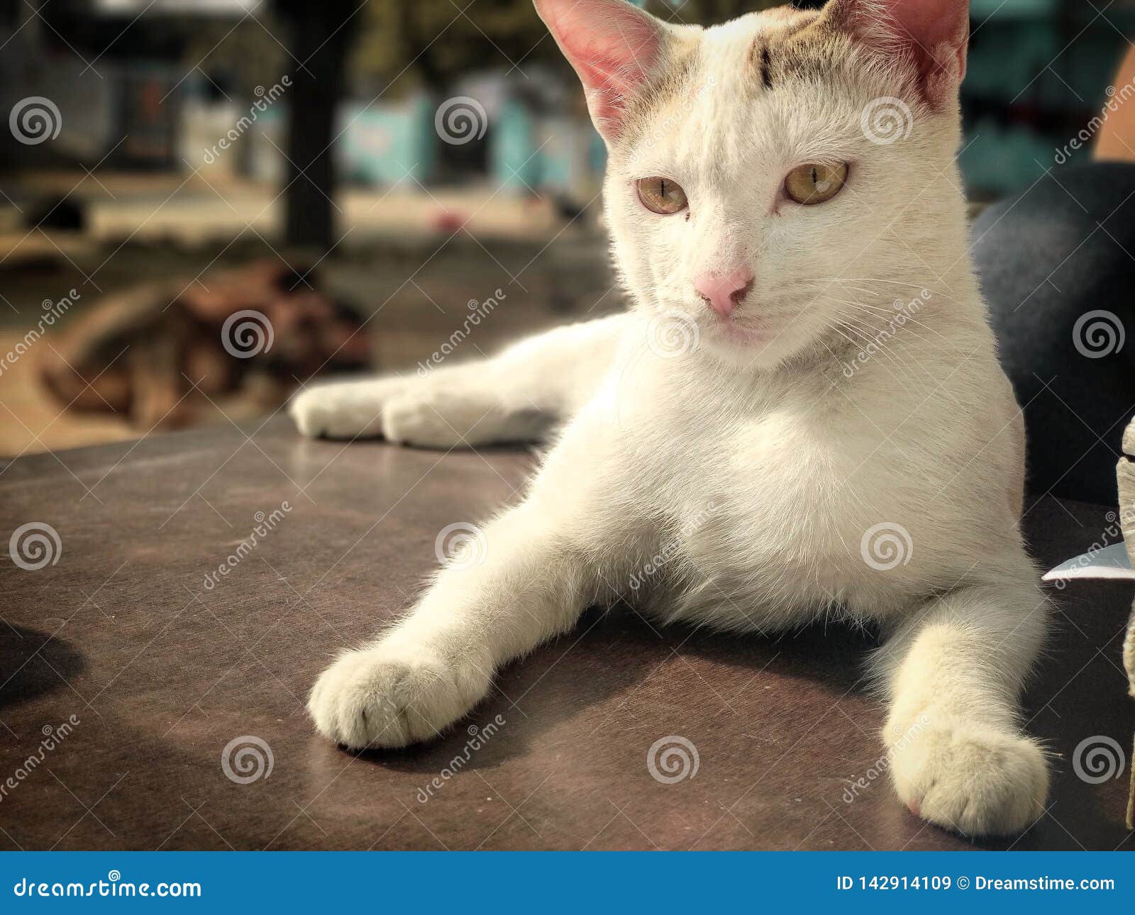 A cute white cat stock image. Image of cute, white, billi - 142914109
