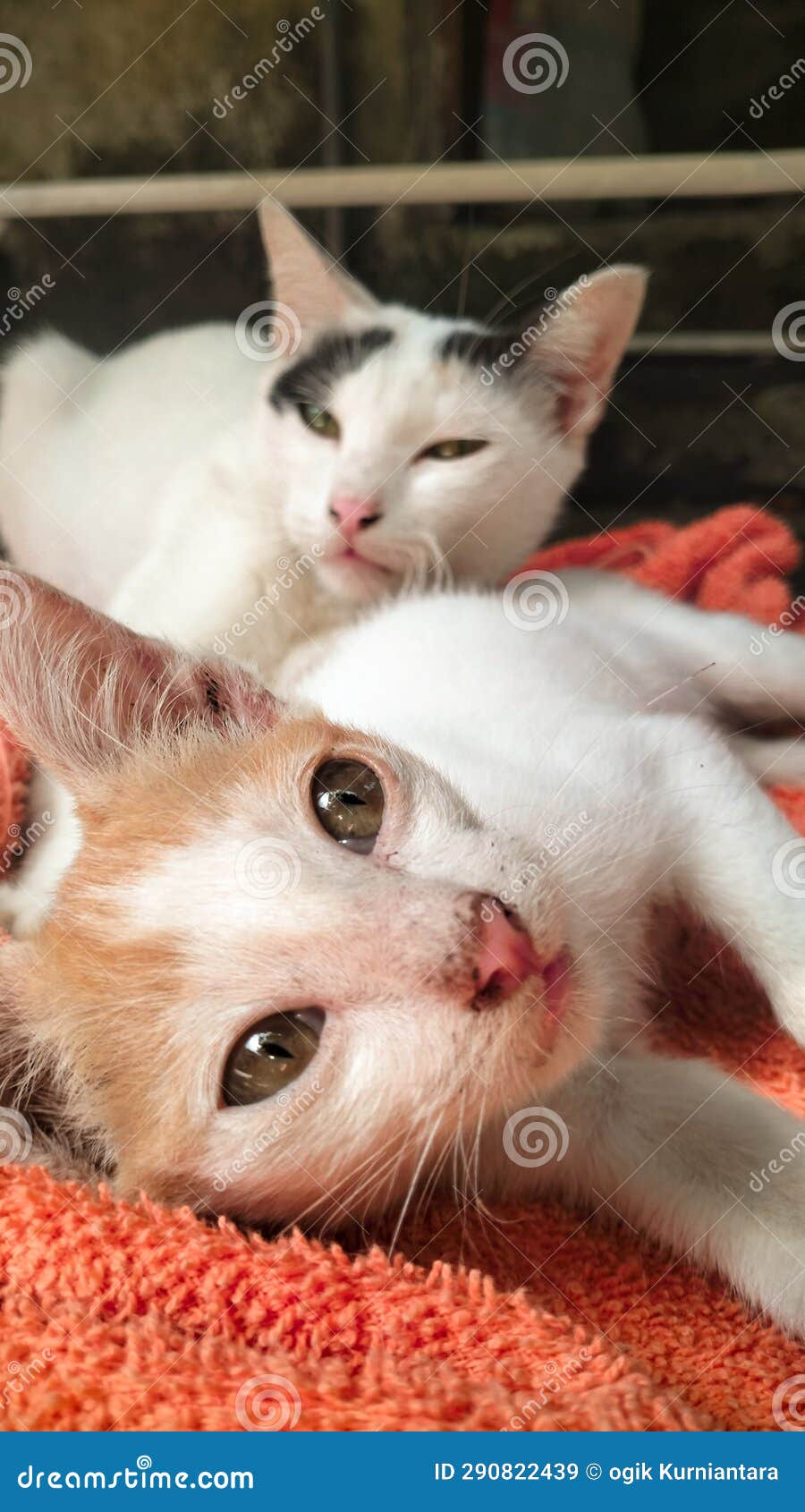 Cute White Cat Kityy and Misty Stock Image - Image of kityy, white ...