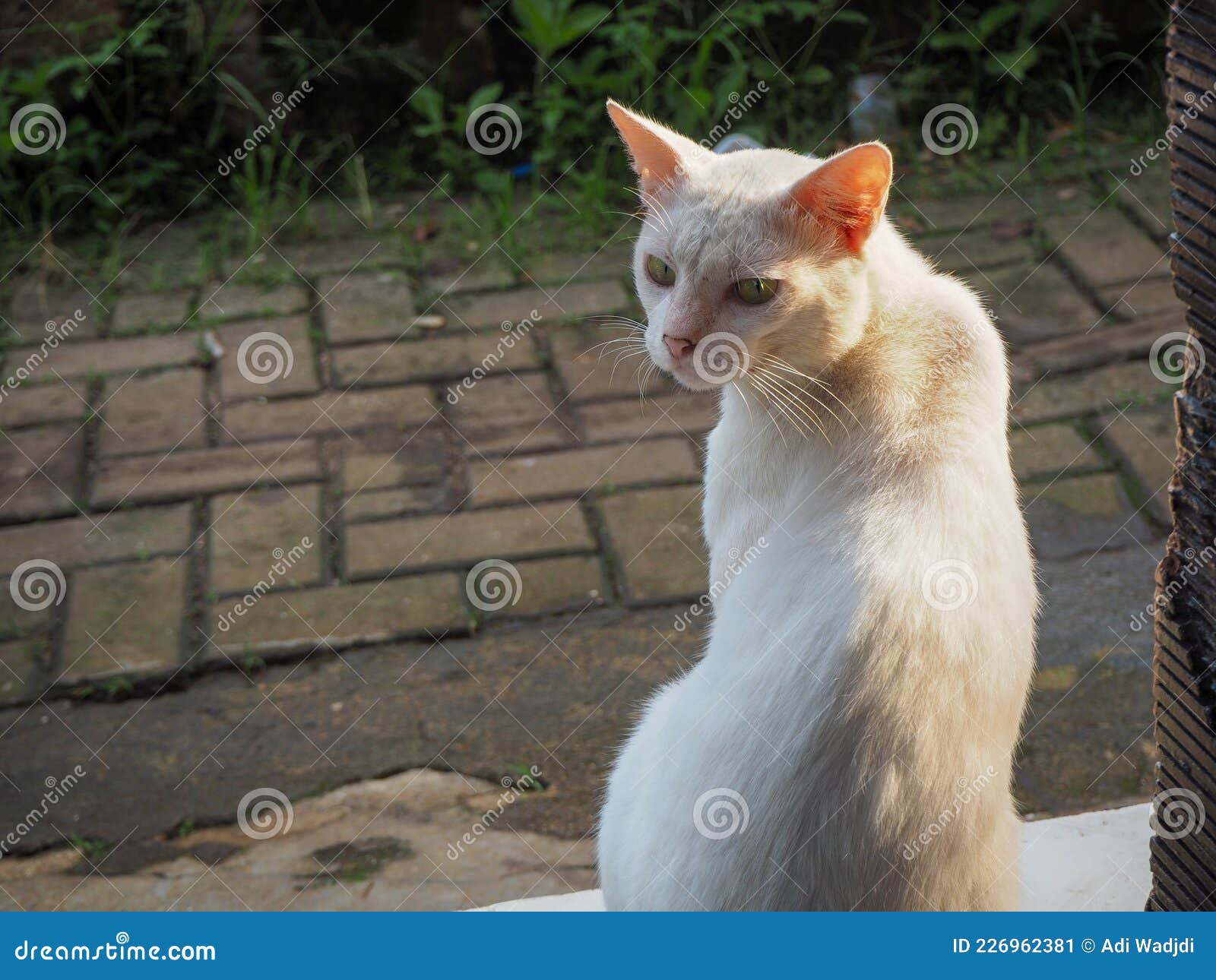 Cute White Cat Looking To the Left Stock Image - Image of snout ...