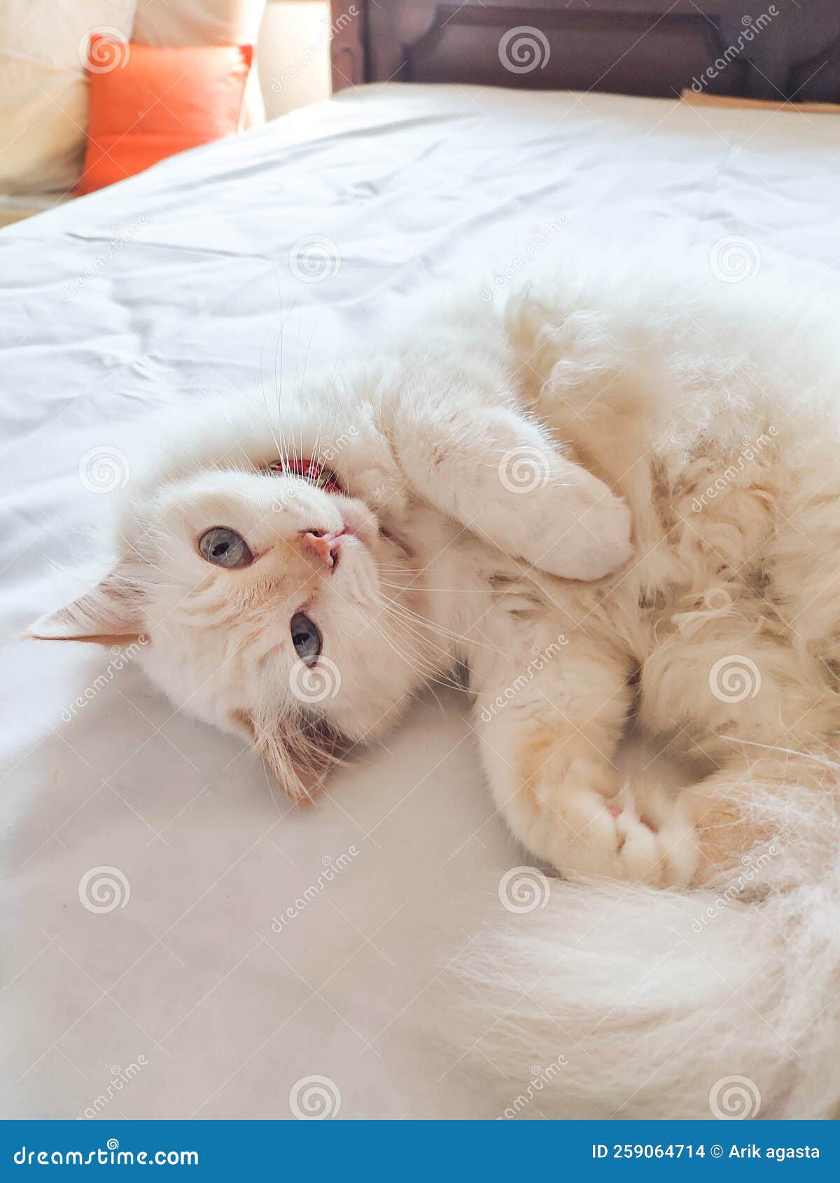 A Cute White Cat Lying on Bed Stock Photo - Image of nose, whiskers ...