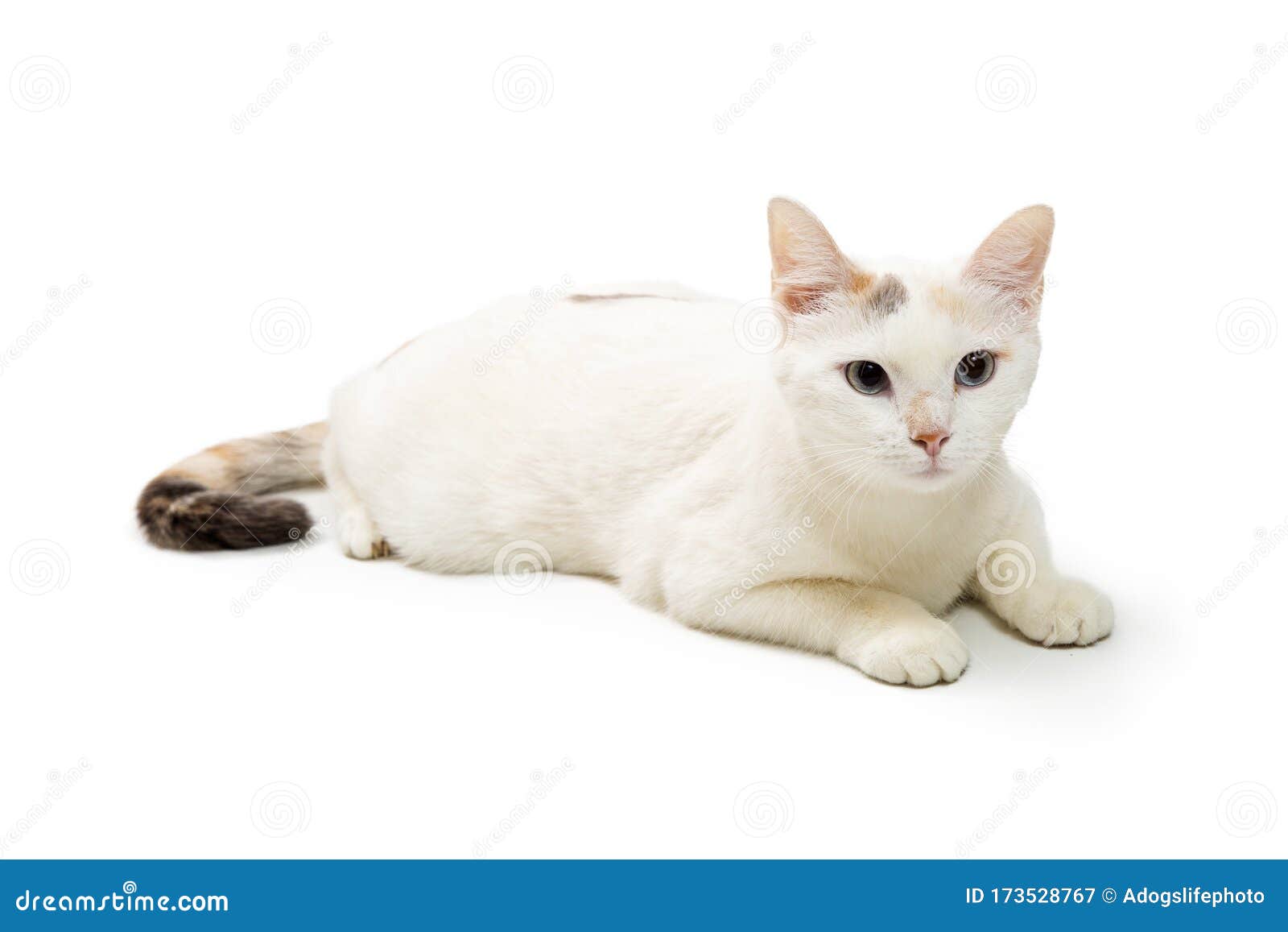 Cute White Cat Lying Down Isolated Stock Image - Image of shorthair ...