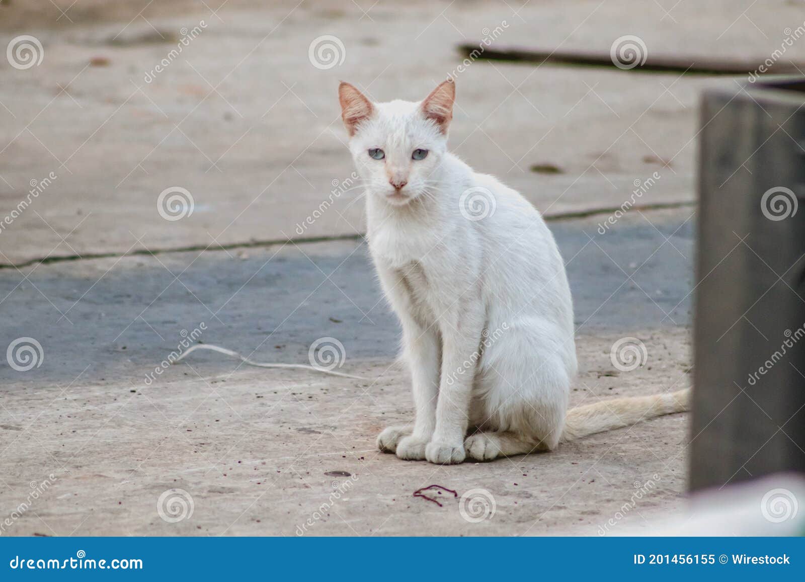 Cute White Cat with a Sad Expression in the Street Stock Image - Image ...
