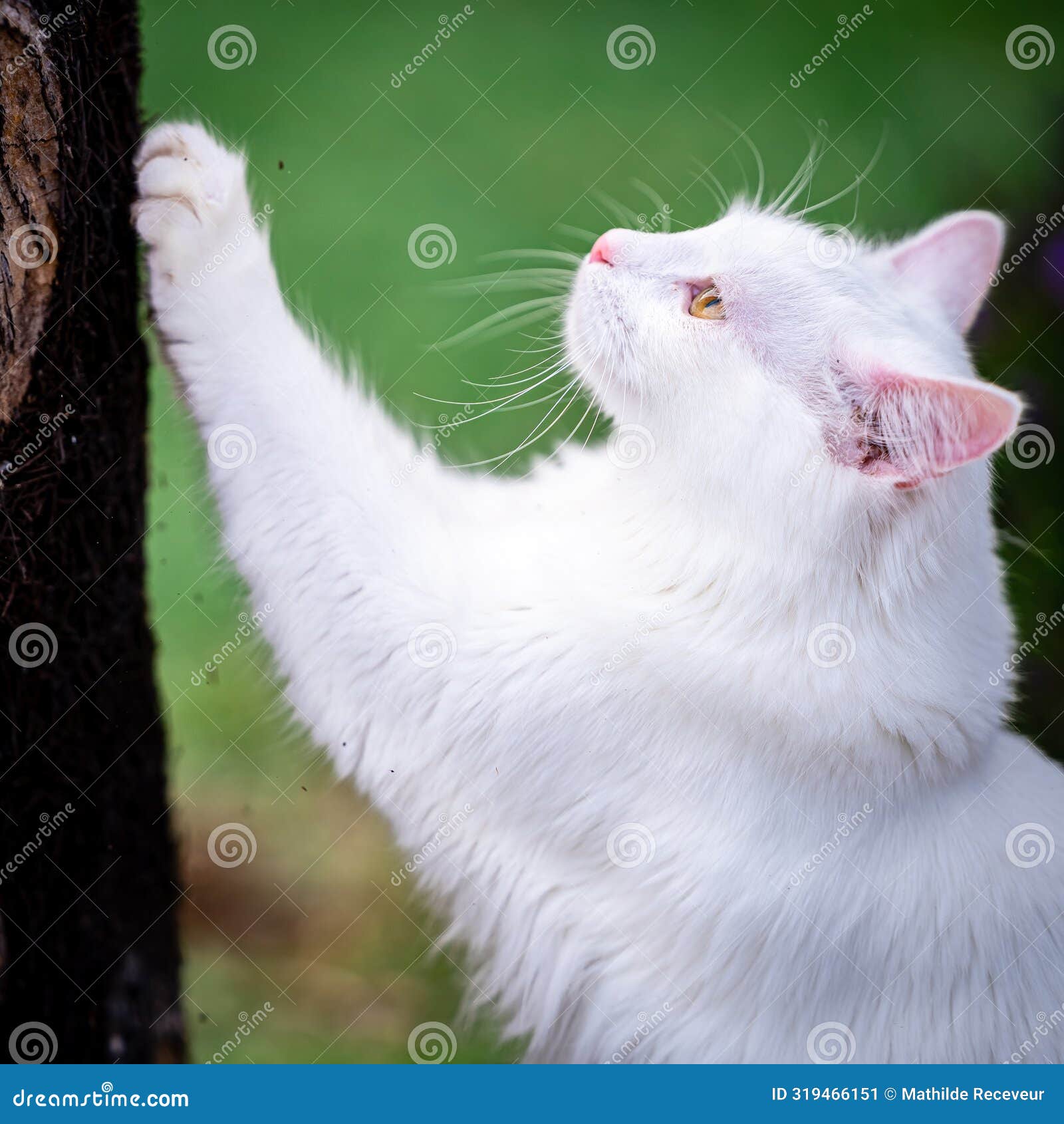 Cute White Cat Sharpening Claws on Tree in the Garden Stock Image ...