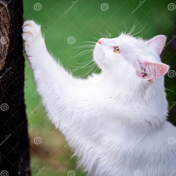 Cute White Cat Sharpening Claws on Tree in the Garden Stock Image ...