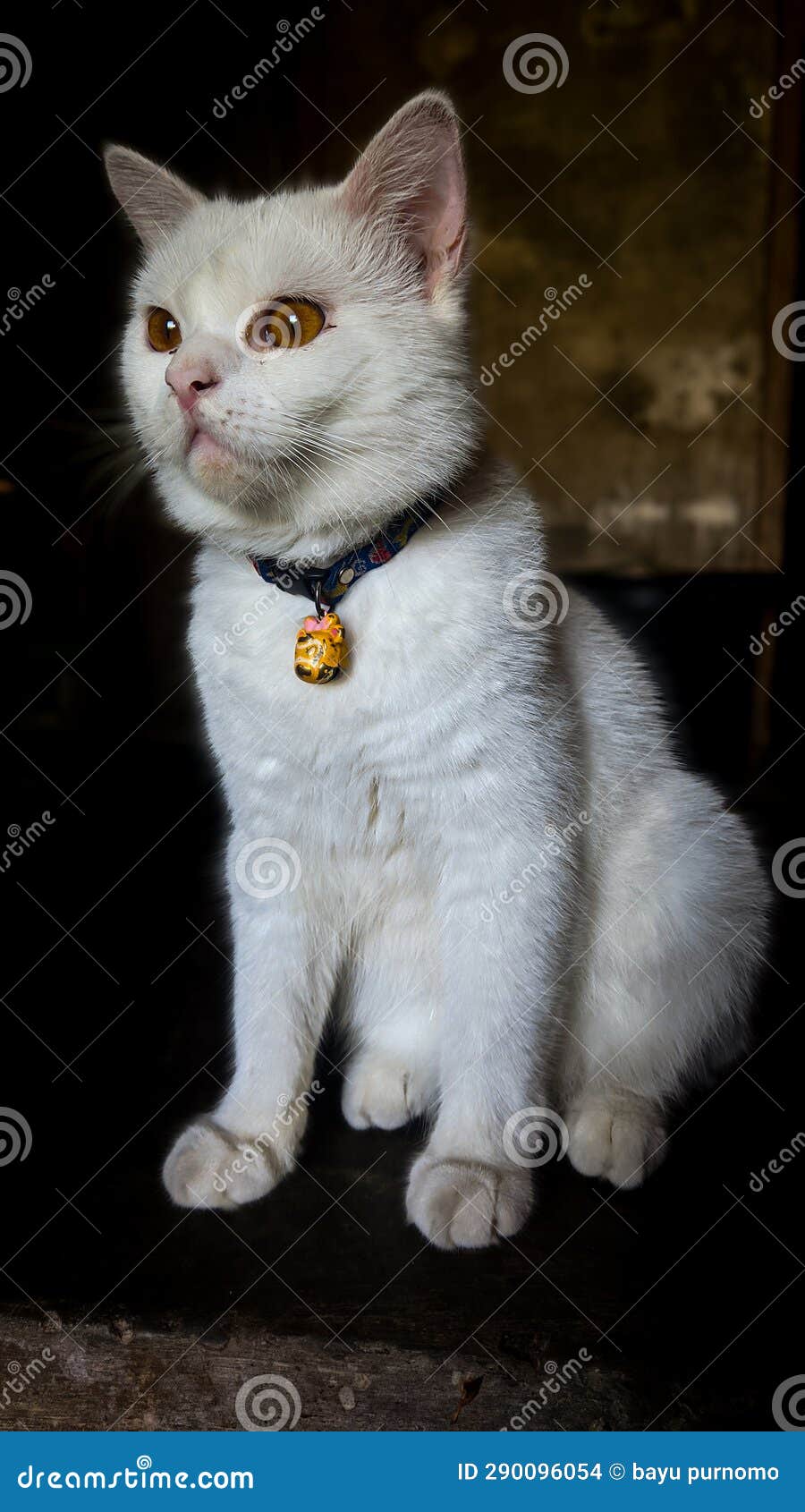 Cute White Cat Sitting on the Floor Stock Photo - Image of white, cute ...