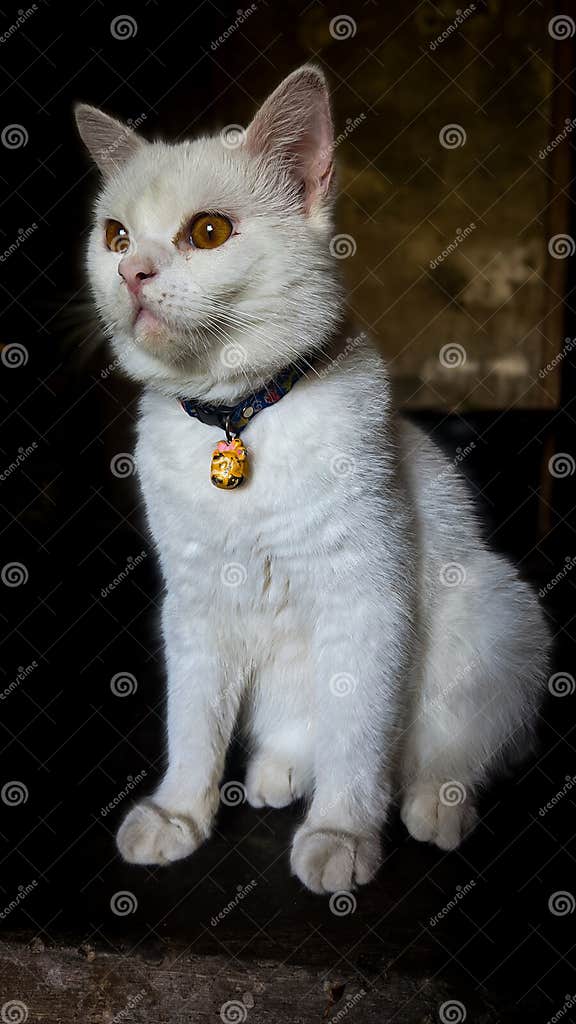 Cute White Cat Sitting on the Floor Stock Photo - Image of white, cute ...