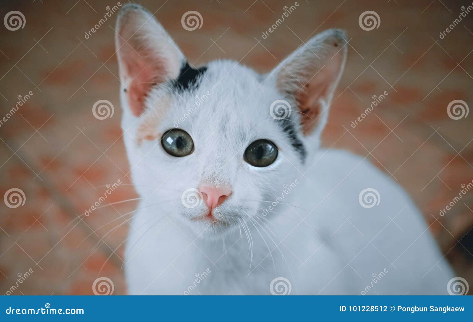 Cute white cat soft focus stock photo. Image of gray - 101228512