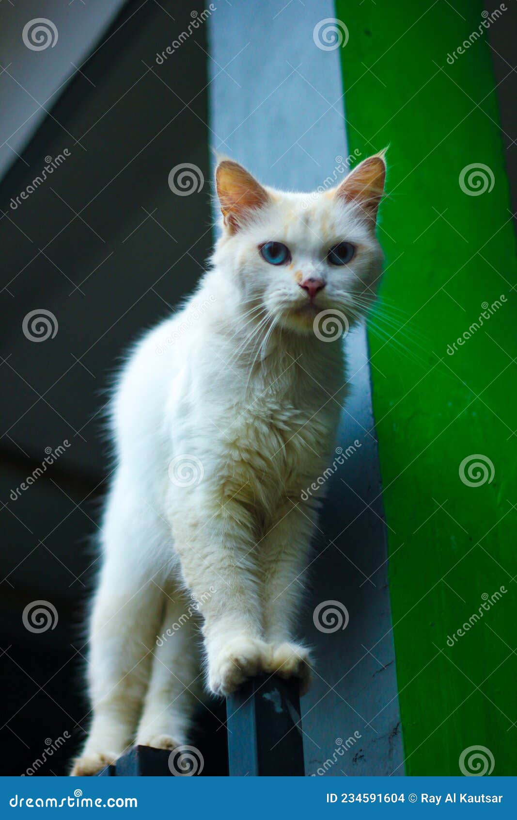 Cute White Cat Staring Others Cat Stock Photo - Image of white, staring ...