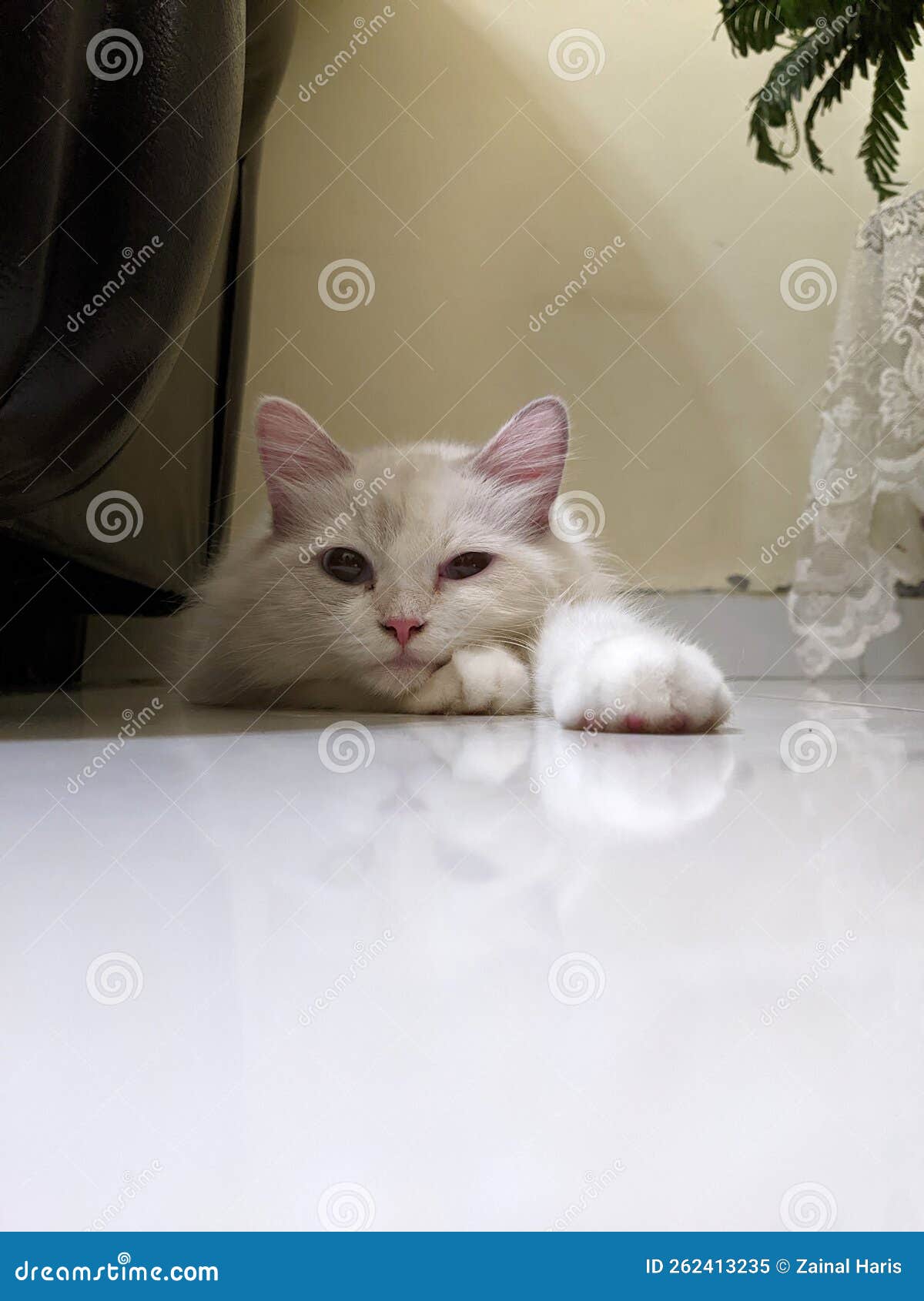 Cute White Cat Under the Sofa Stock Image - Image of cute, white: 262413235