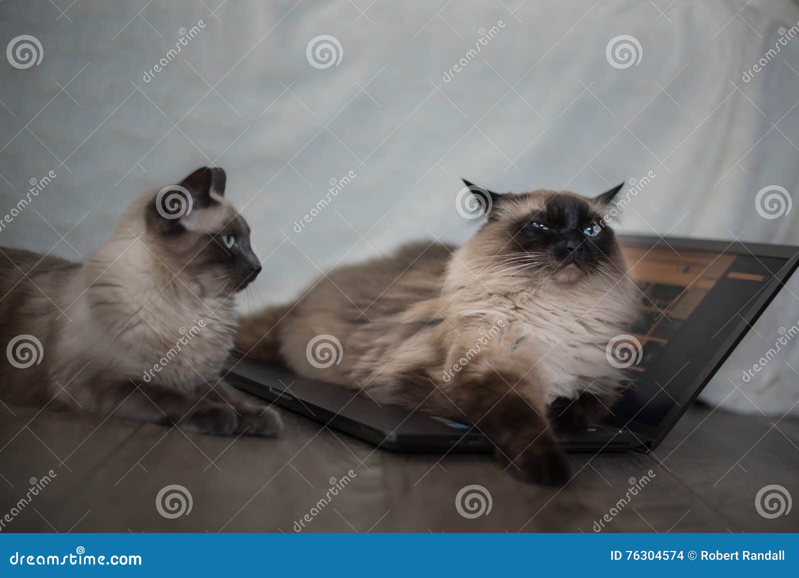 Cute white cats 2 stock photo. Image of working, kitty - 76304574