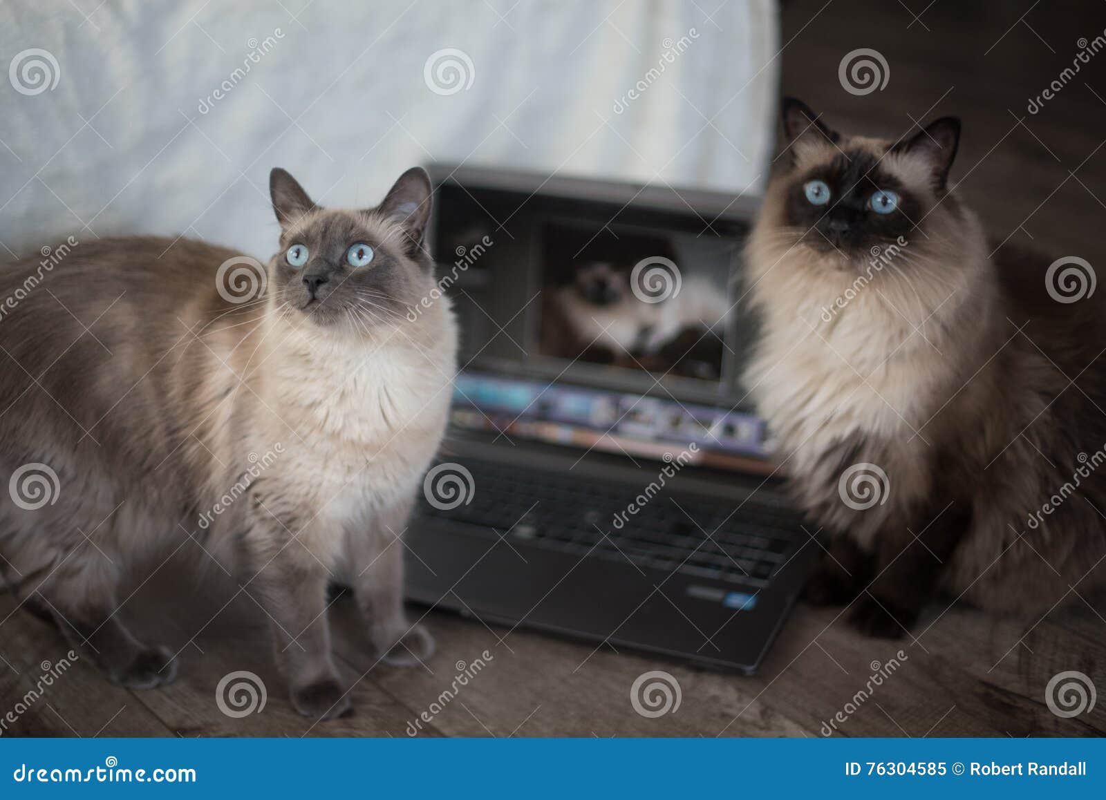 Cute white cats stock image. Image of cute, domestic - 76304585