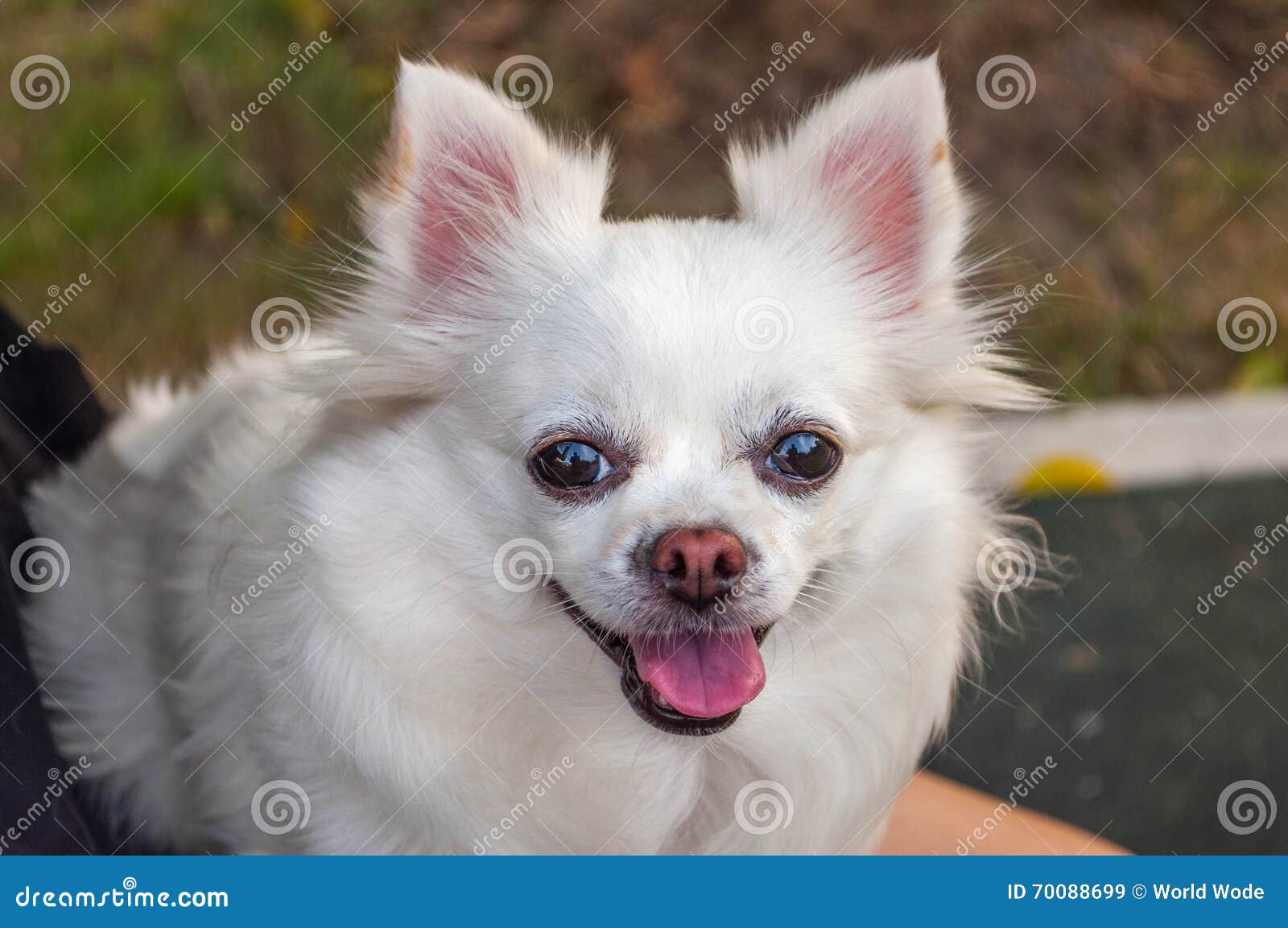 Cute White Chihuahua Dog with Tongue Out. Smile-like Face. Stock Image ... Cute White Chihuahua Dog with Tongue Out. Smile-like Face. Stock Image ...
