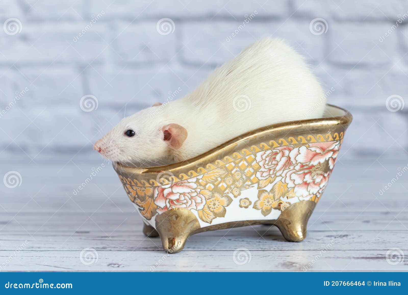 A Cute White Decorative Rat Takes a Bath. Cleanliness and Hygiene Stock ...