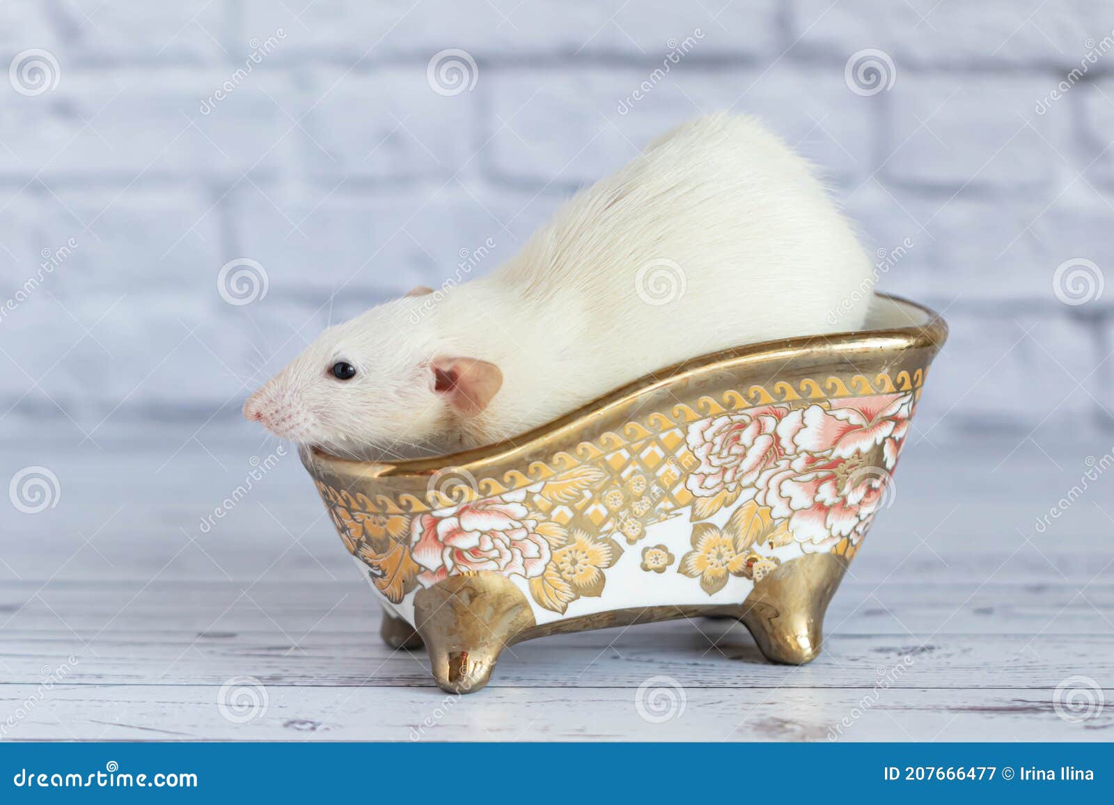 A Cute White Decorative Rat Takes a Bath. Cleanliness and Hygiene Stock ...