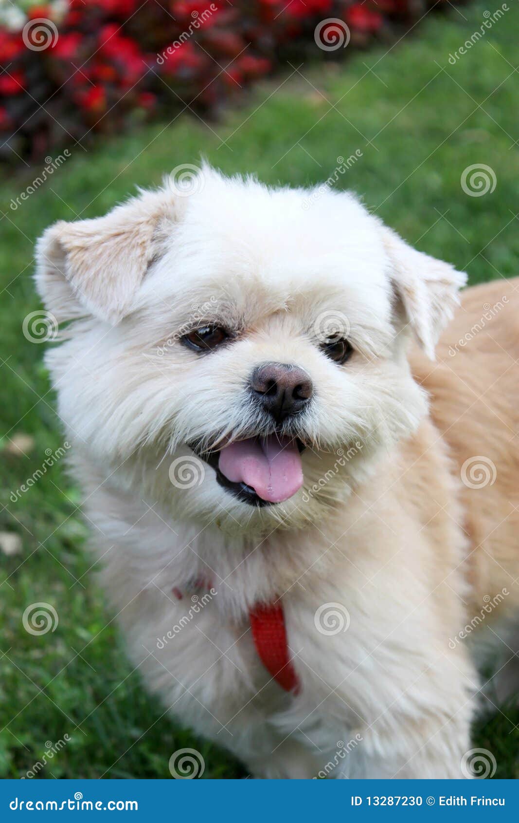Cute white dog stock photo. Image of bichon, friend, puppy - 13287230