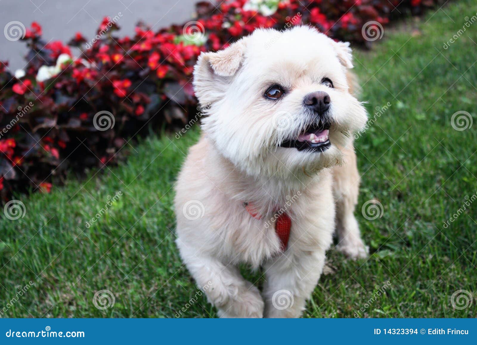 Cute white dog stock photo. Image of animal, play, green - 14323394