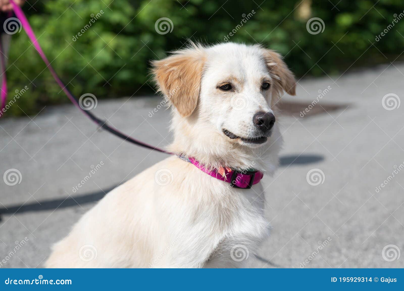 Cute White Dog on a Pink Leash Stock Photo - Image of sitting, training ... Cute White Dog on a Pink Leash Stock Photo - Image of sitting, training ...