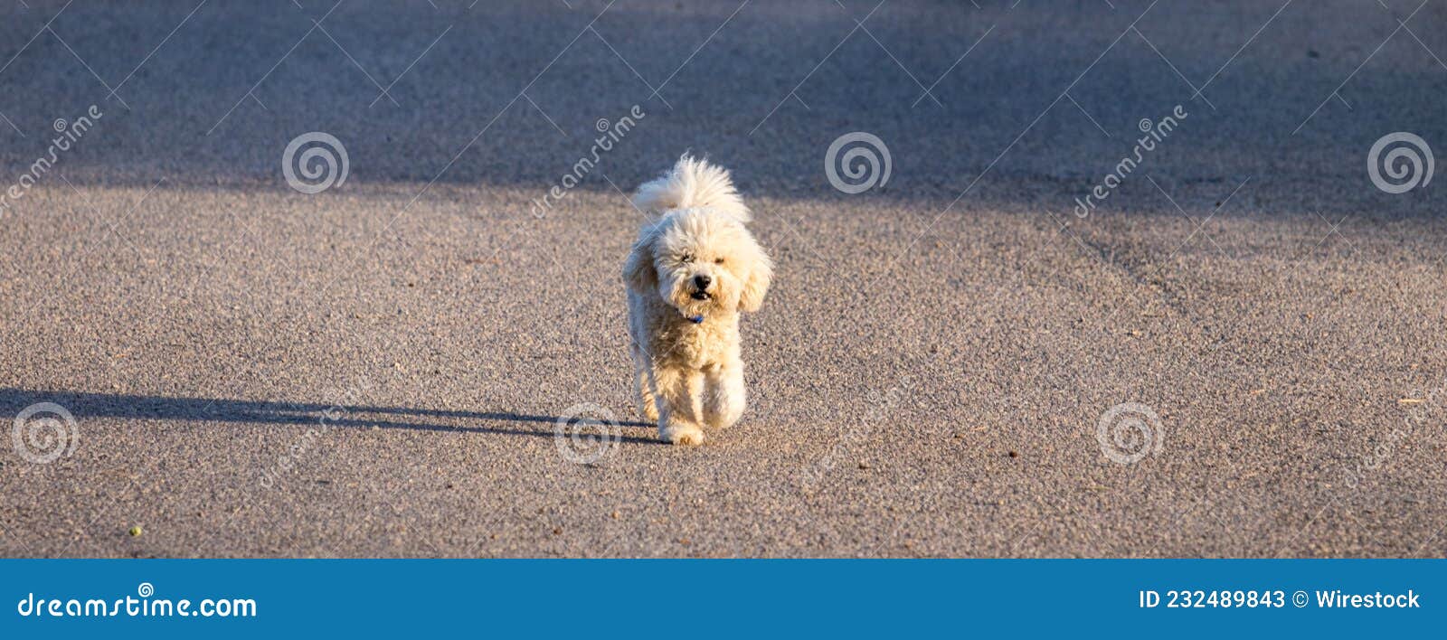 Cute White Dog, Walking Alone at Sunset Stock Image - Image of walking ...