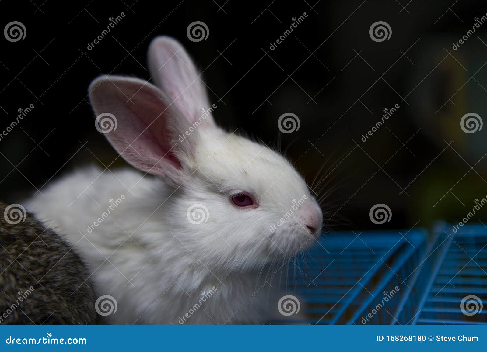A Cute White Domestic Rabbit Stock Photo - Image of china, emotion ...