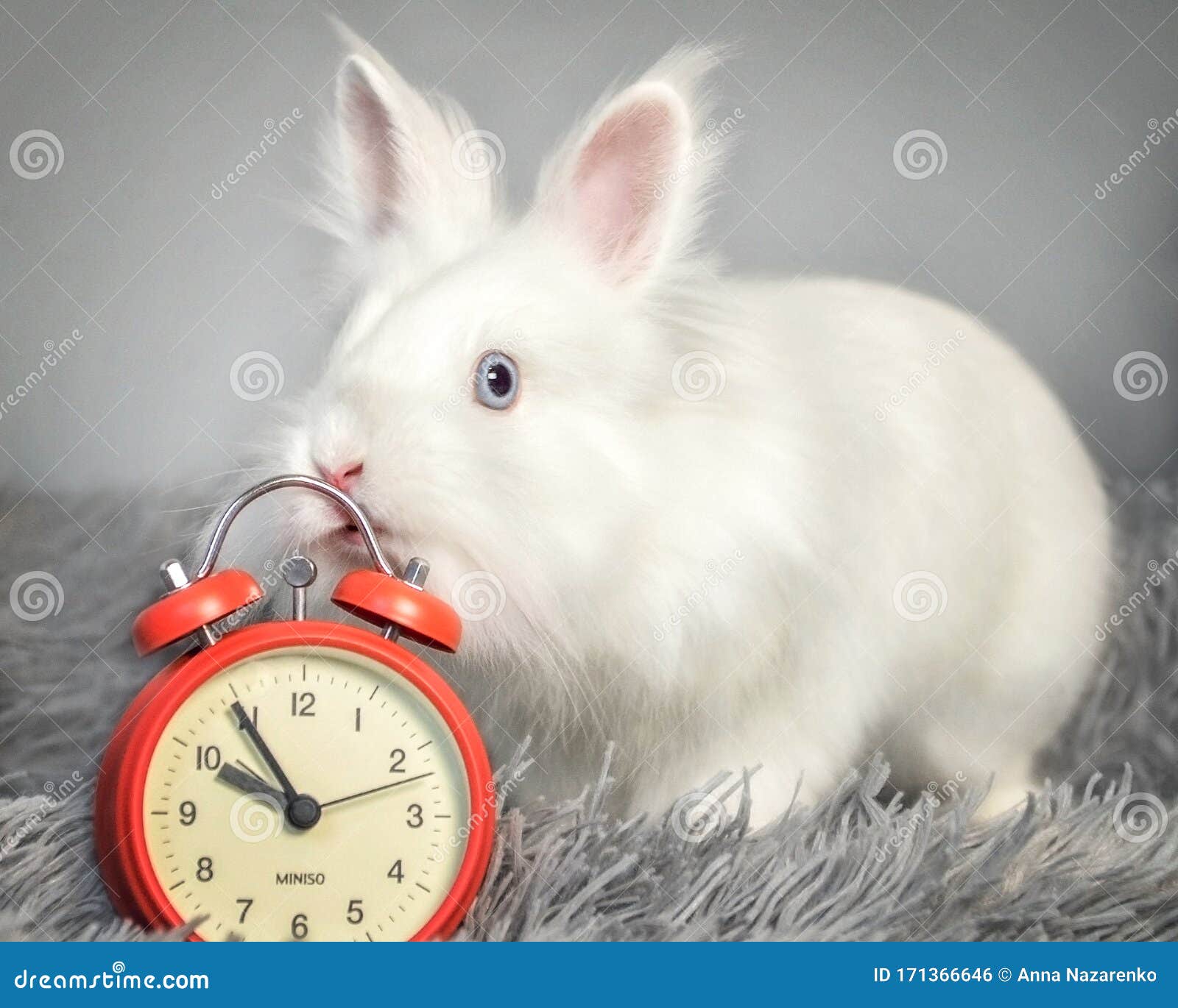 A Cute White Domestic Rabbit Stock Photo - Image of basket, time: 171366646