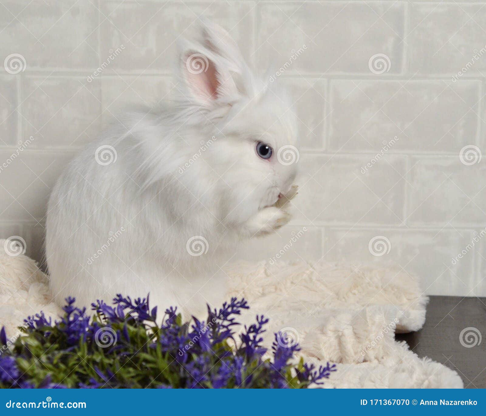 A Cute White Domestic Rabbit Stock Photo - Image of beautiful, mammal ...