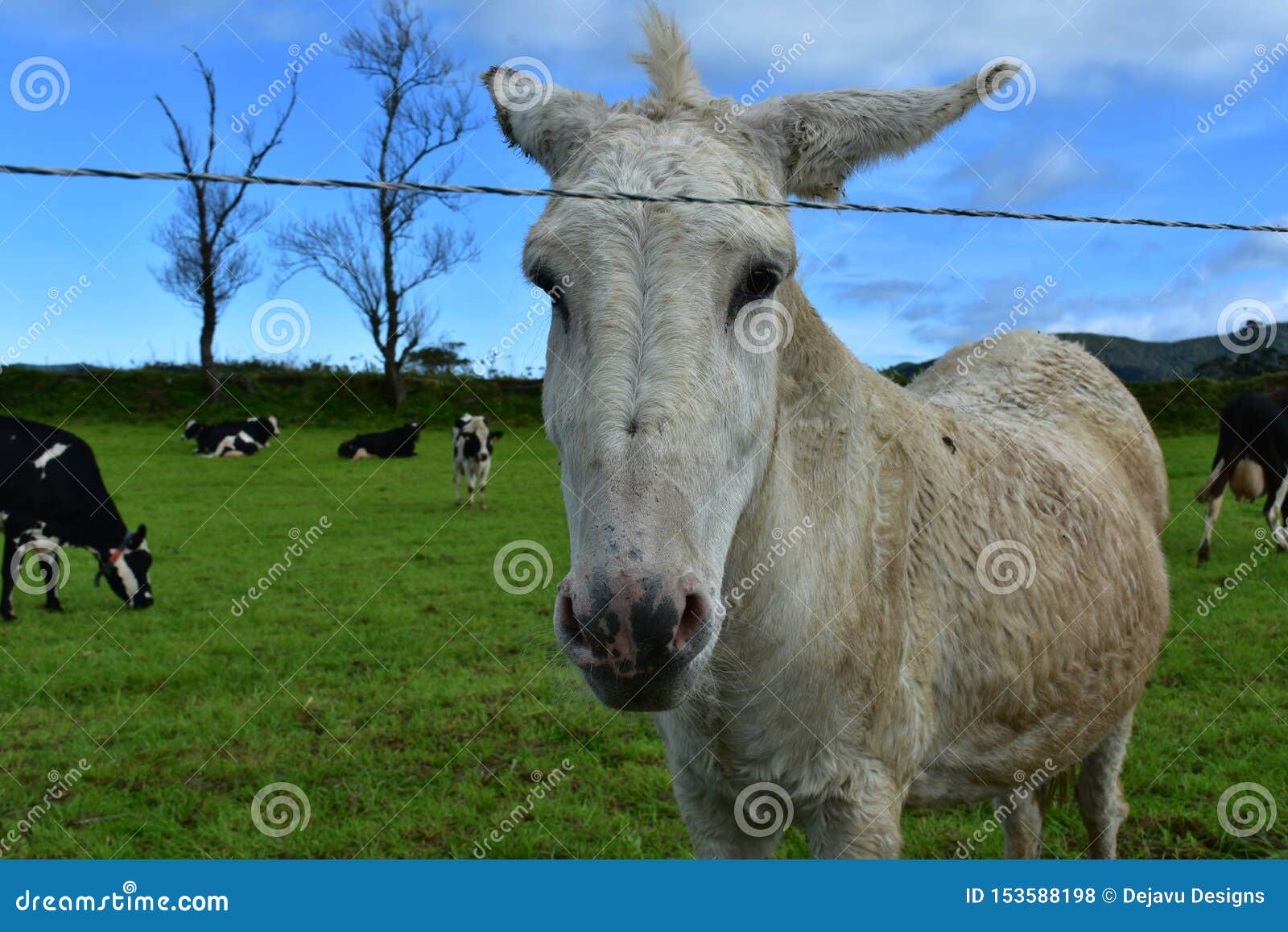 Cute White Donkey in a Field of Cows Stock Photo - Image of burro ...