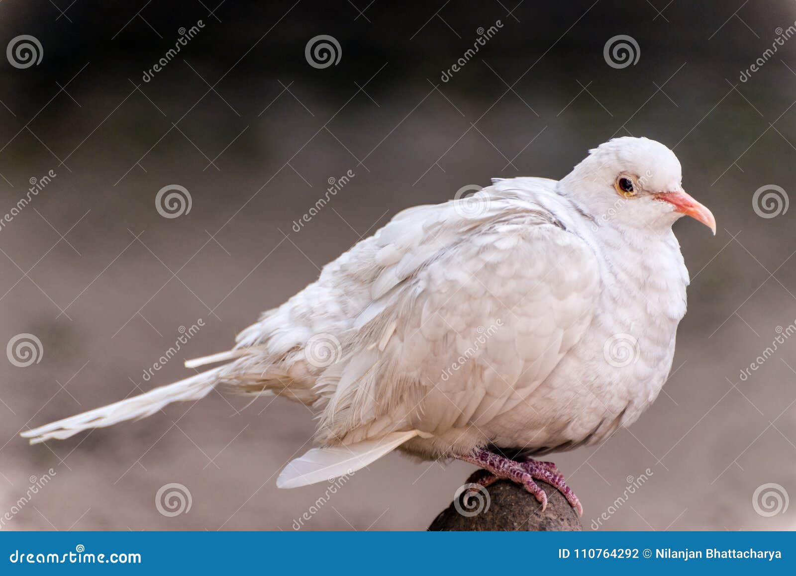 Cute white dove stock photo. Image of wing, flight, pigeon - 110764292