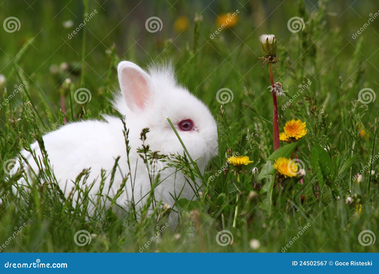 Cute white dwarf bunny stock image. Image of grass, mammal - 24502567